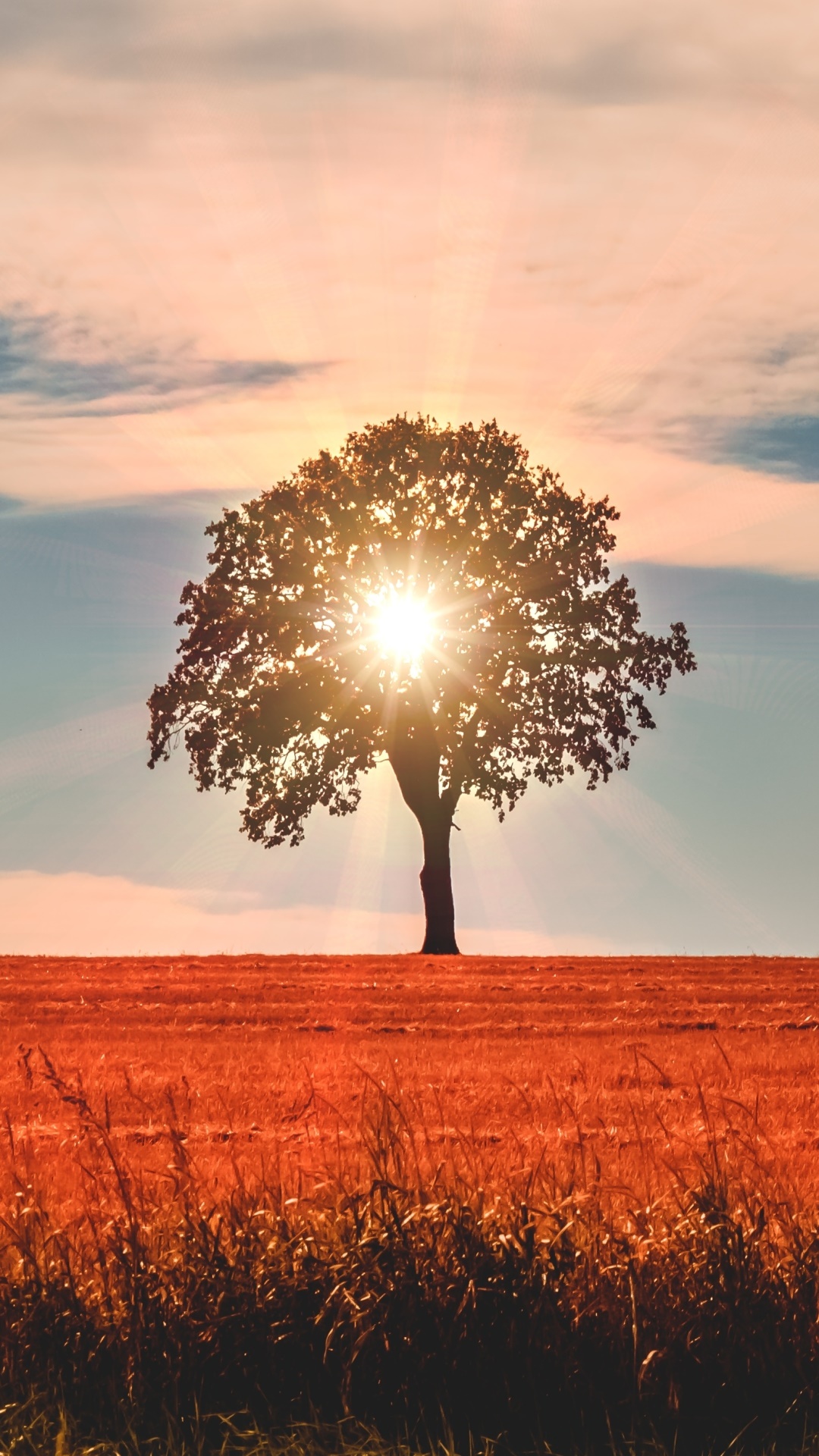 Earth Tree, Nature, Sunbeam, 1080X1920 Phone Hd Wallpaper