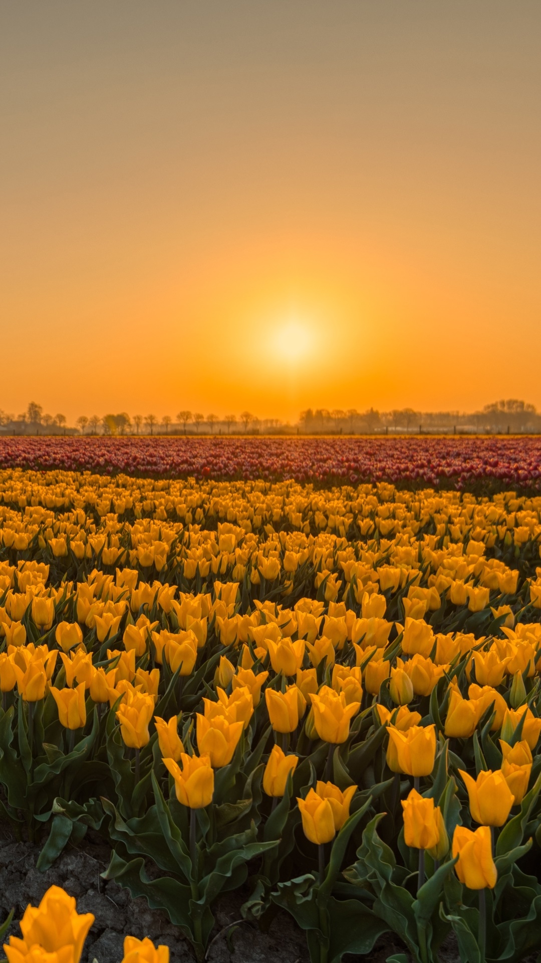 Yellow Flower Field Wallpaper