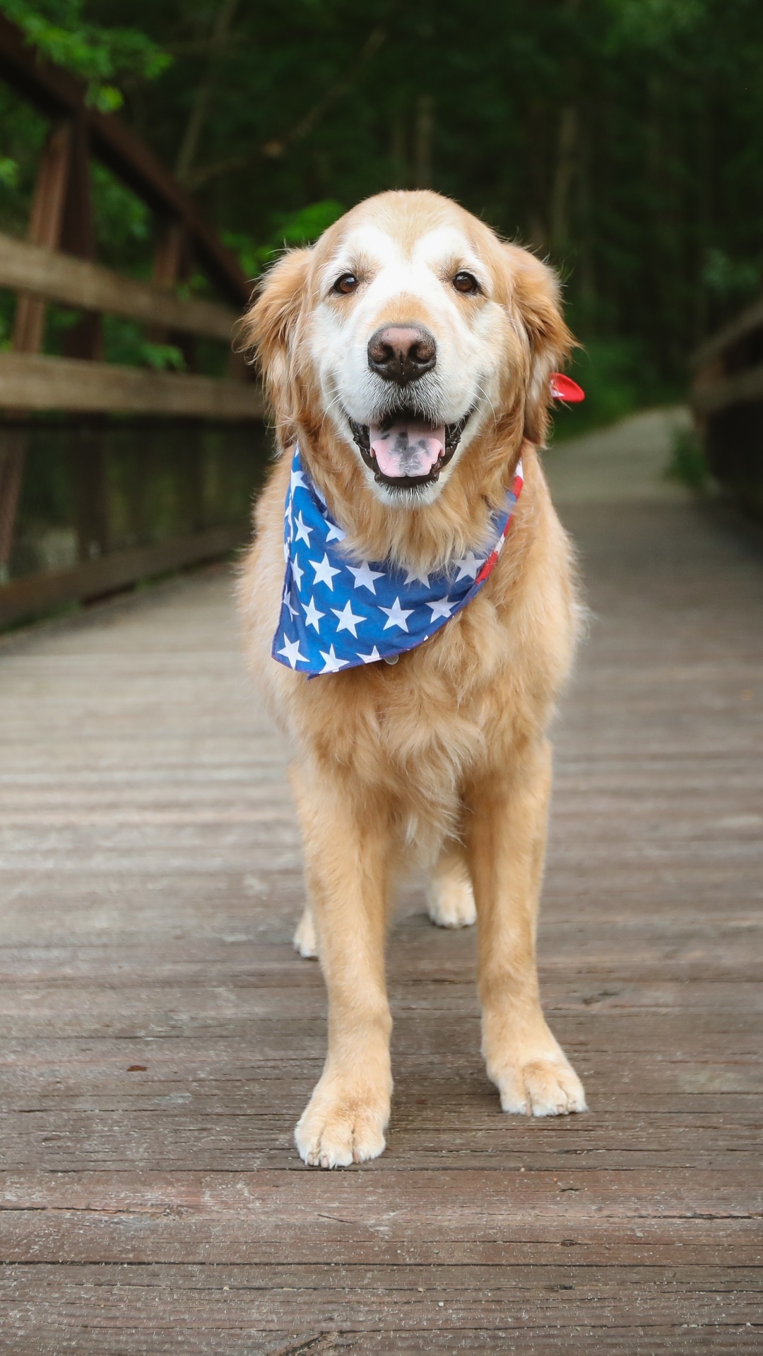 Animal Golden Retriever, Dog, 1080X1920 Phone Hd Wallpaper
