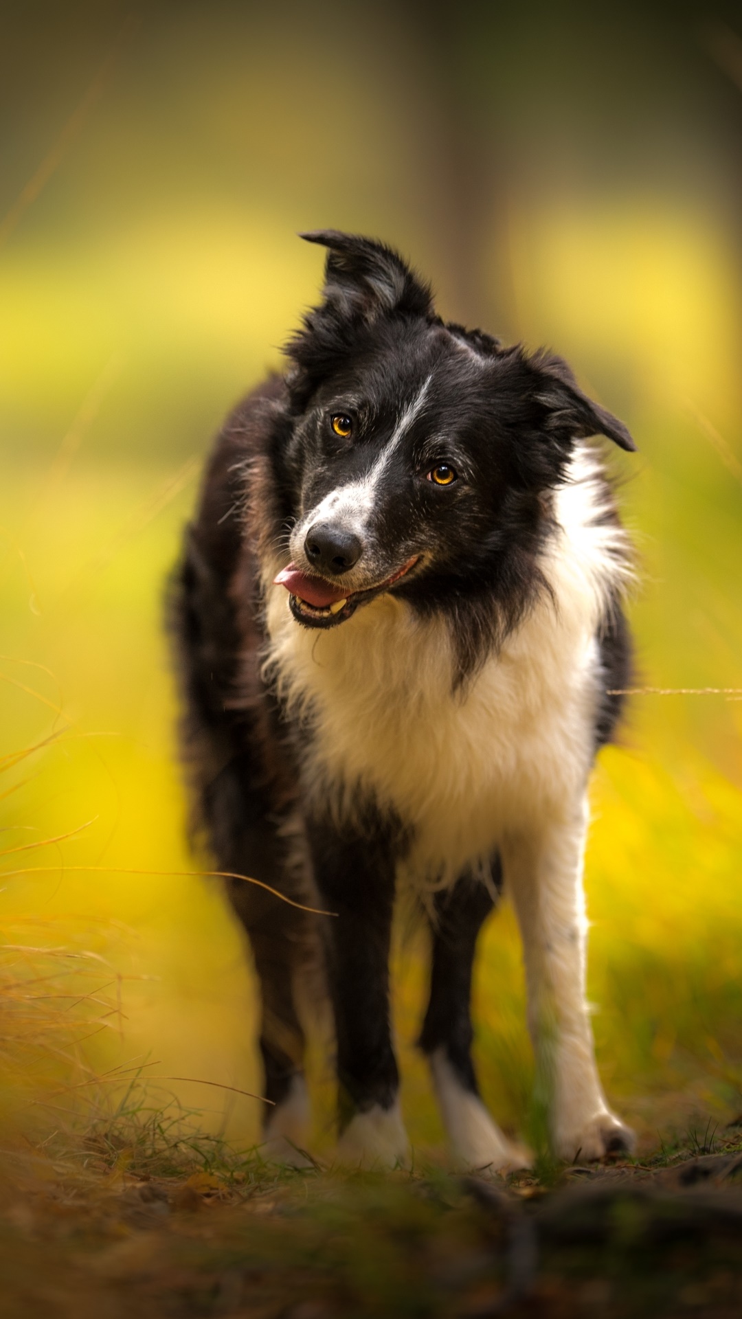 Animal Border Collie, Dog, 1080x1920 Phone HD Wallpaper