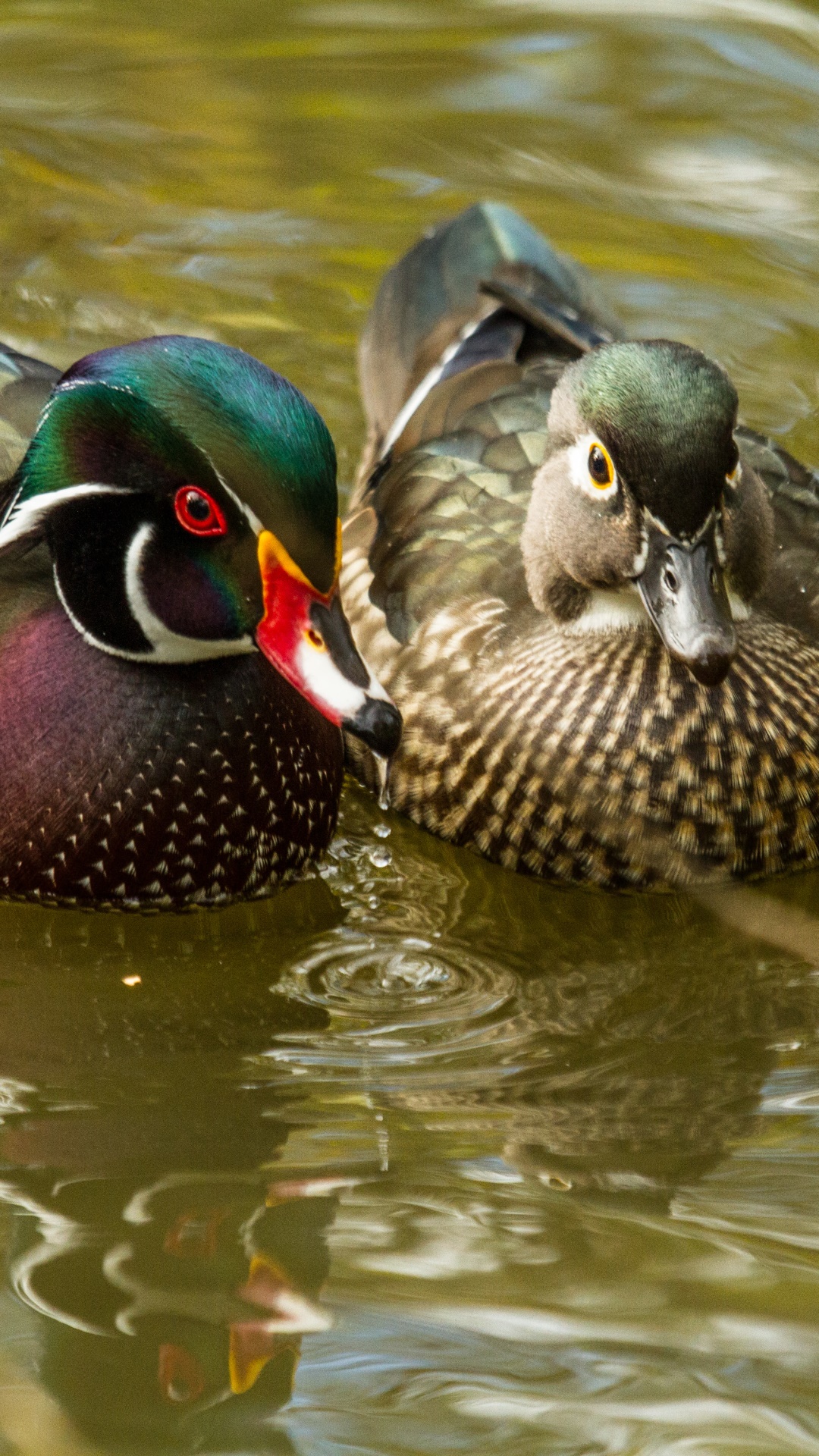 Wood Duck Wallpaper