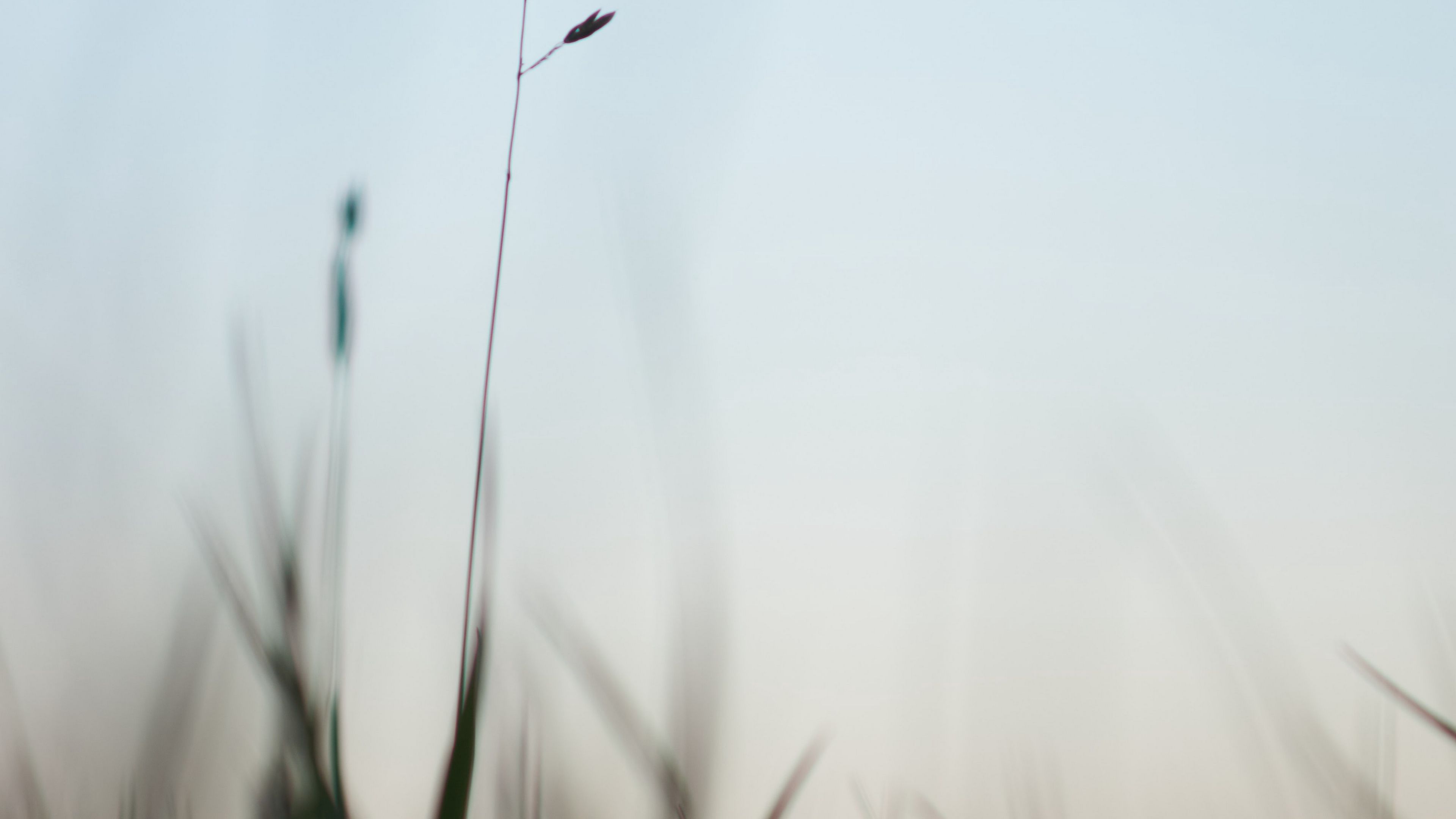 ear, grass, evening, plant, 4k HD Wallpaper