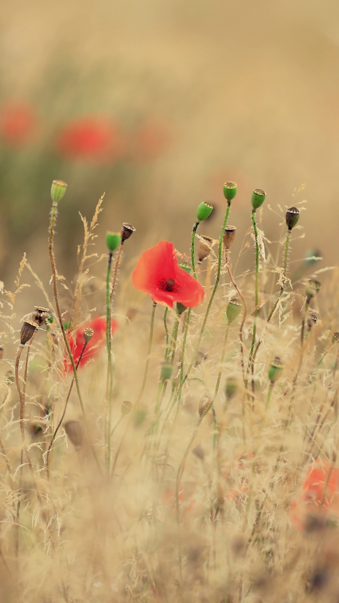 Earth Poppy, Blur, Summer, Nature, Flower, Red Flower, 1080x1920 Phone ...