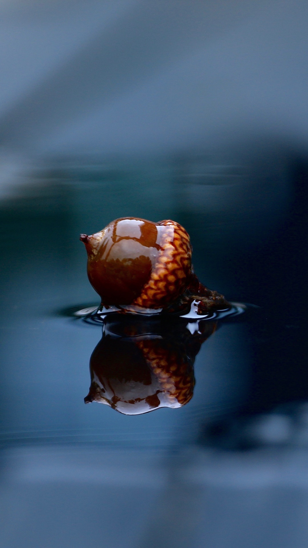 «Acorn phone wallpaper» HD Wallpapers
