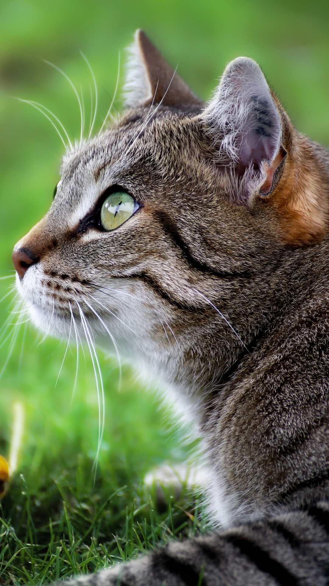 Cat Wallpaper Phone