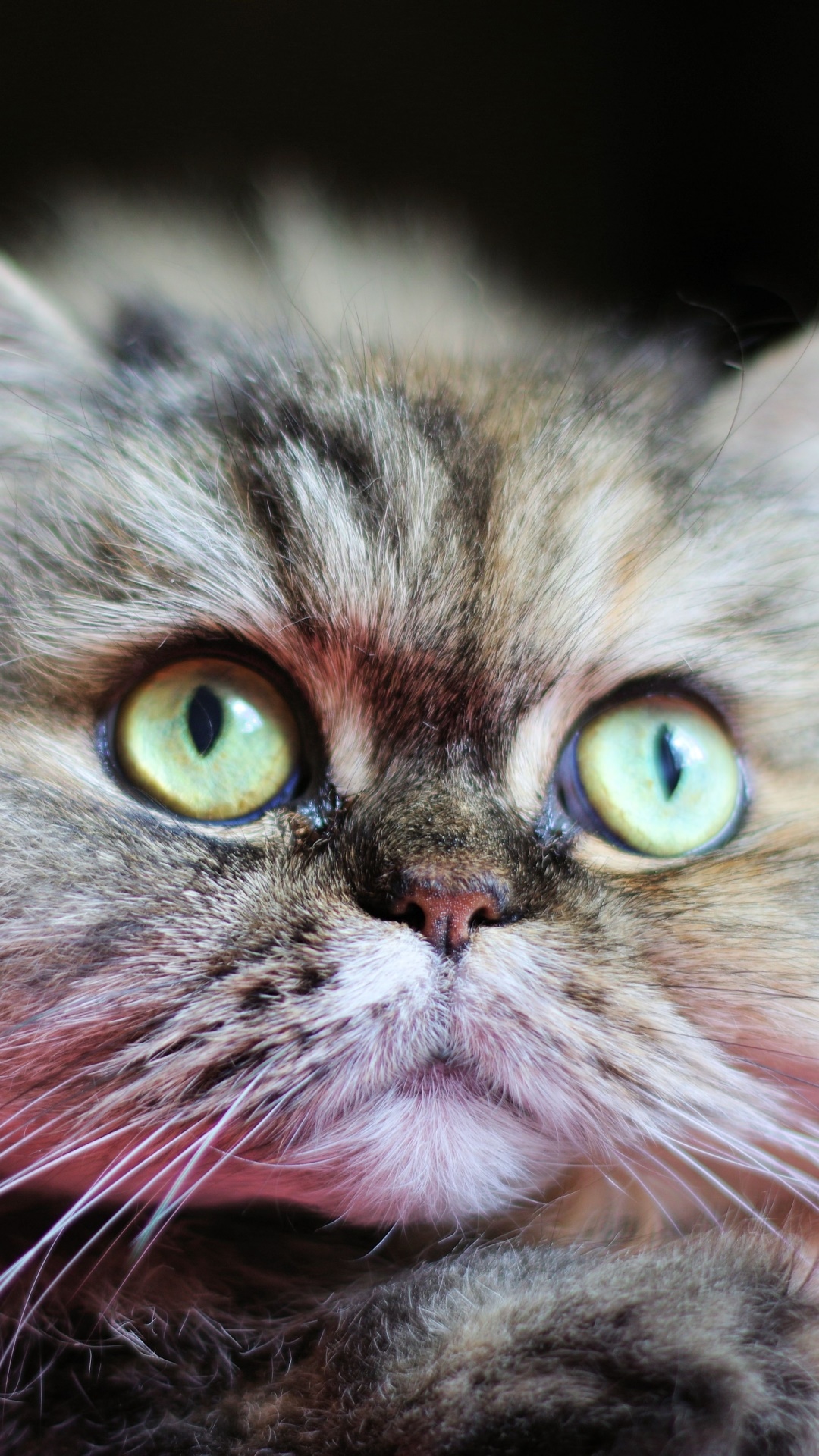 Animal Cat, 1080x1920 Phone HD Wallpaper