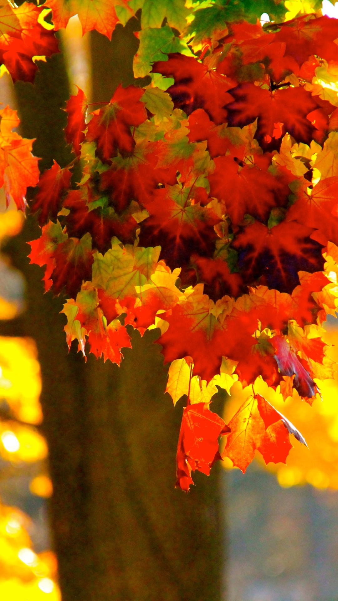 Earth Fall, Bokeh, Leaf, Colors, Sunlight, Tree, 1080X1920 Phone Hd ...