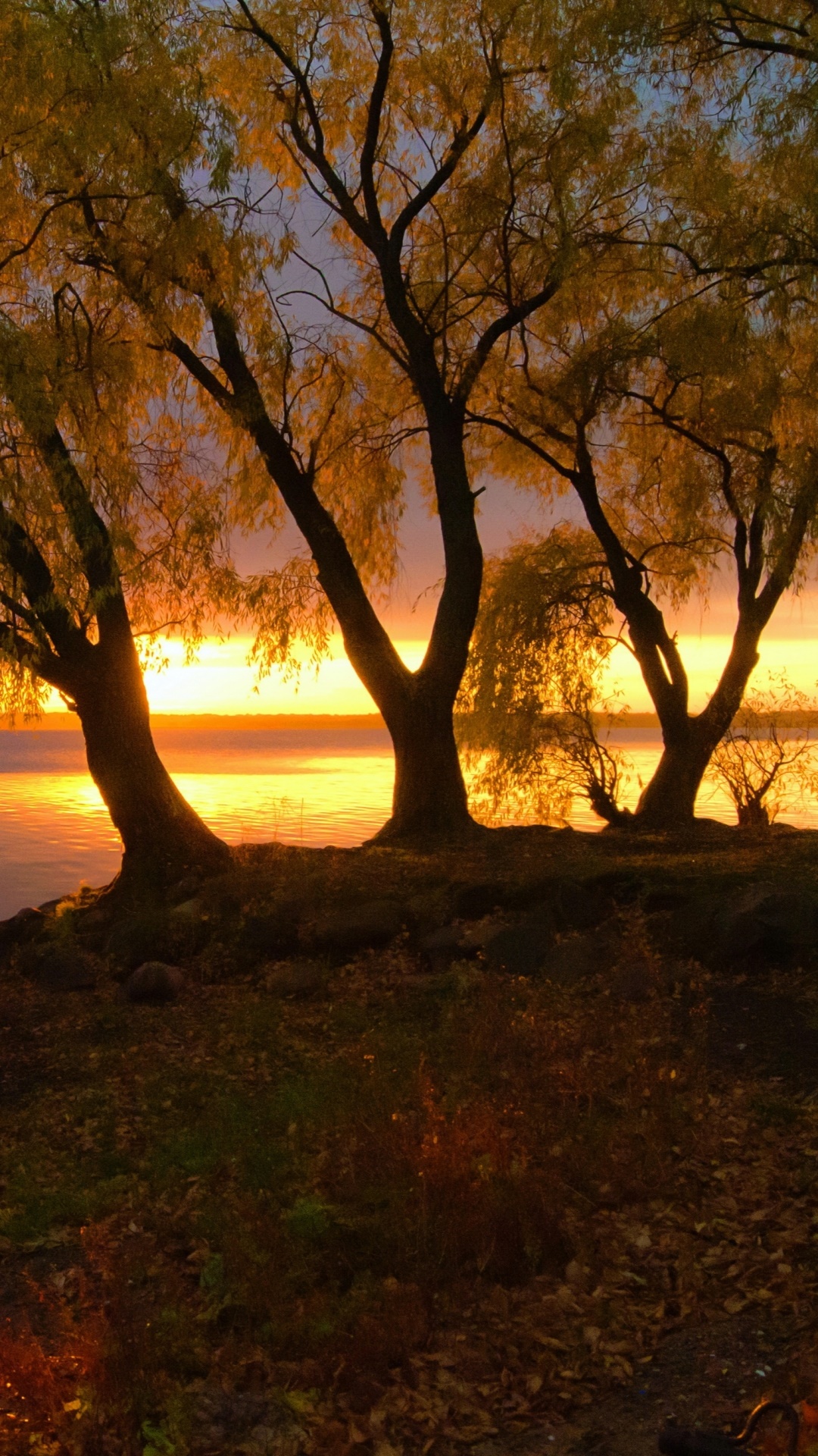 Earth Tree, Fall, Lake, 1080x1920 Phone HD Wallpaper