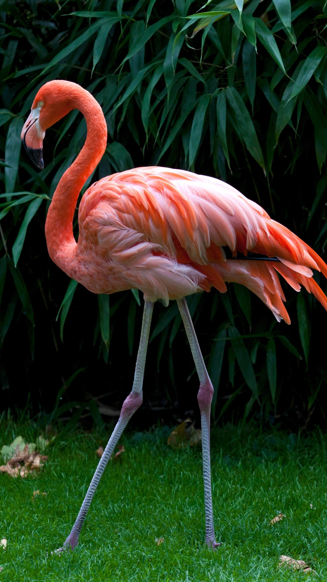 «Flamingo phone wallpaper» HD Wallpapers