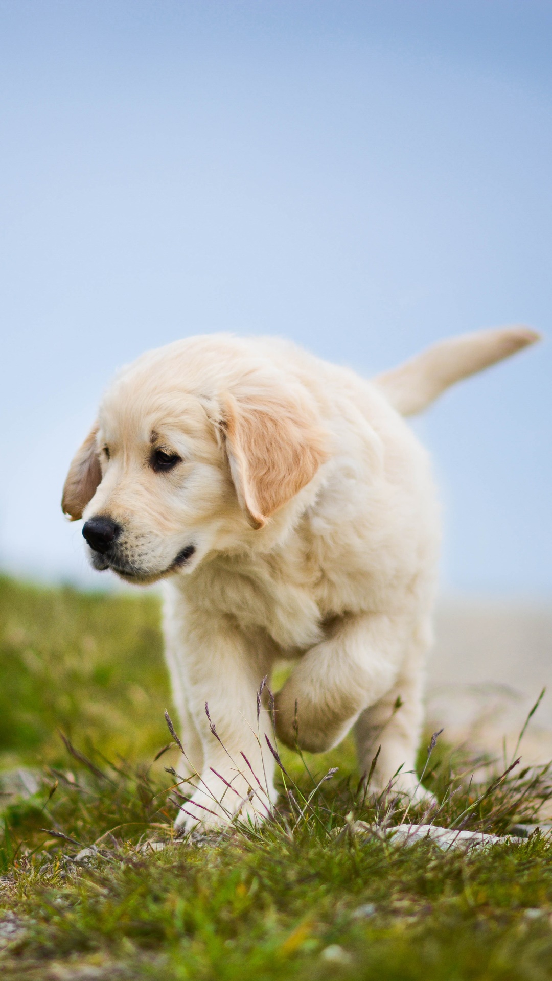Animal Golden Retriever, Puppy, Dog, 1080x1920 Phone HD Wallpaper