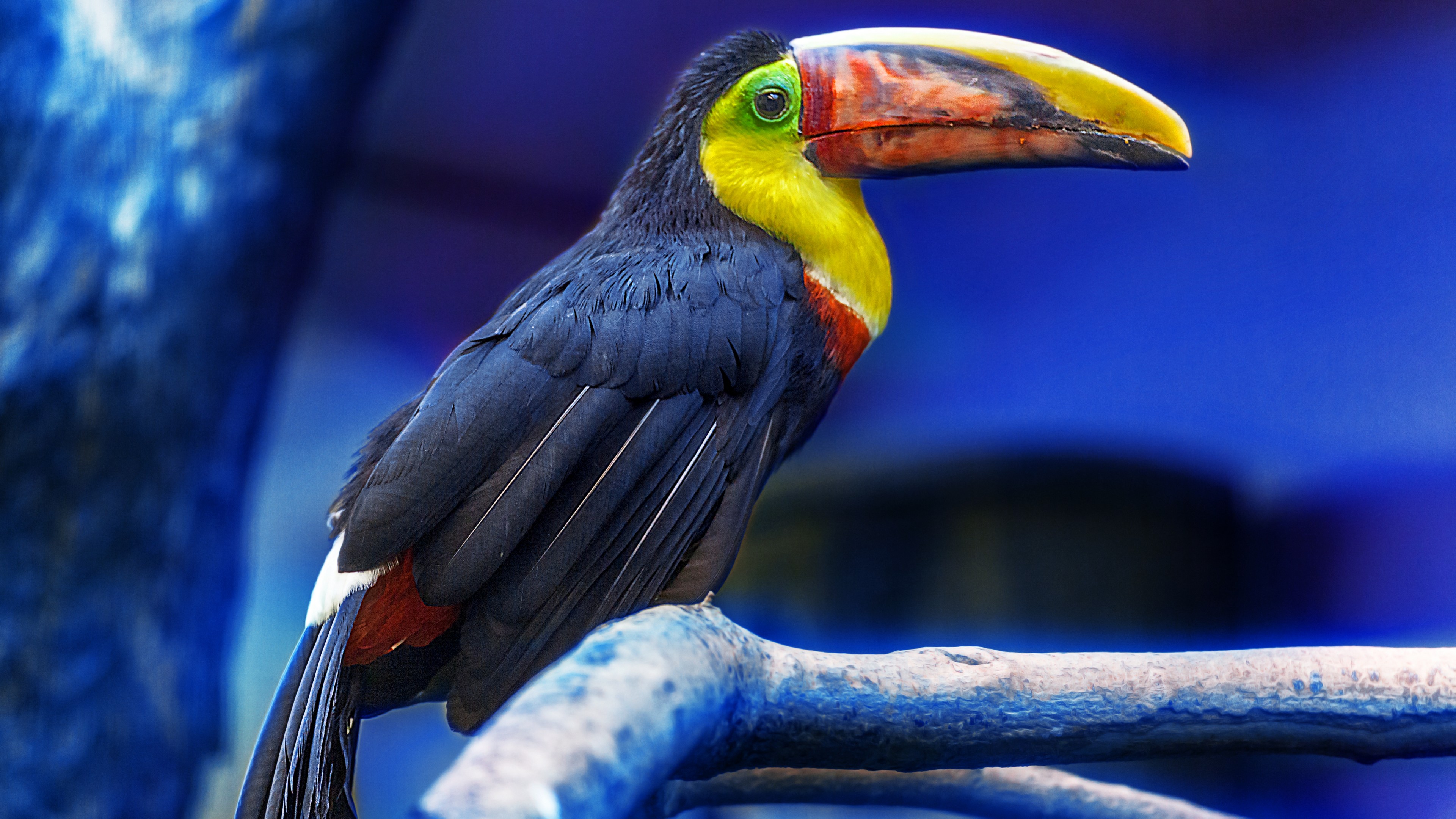 Toucan, Bird, Cute Animals Hd Wallpaper