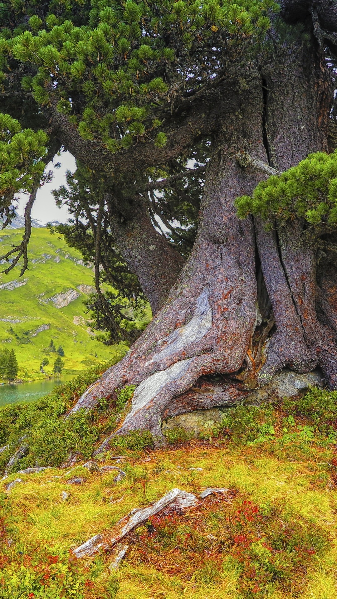 Earth Tree, Landscape, Mountain, River, 1080x1920 Phone HD Wallpaper