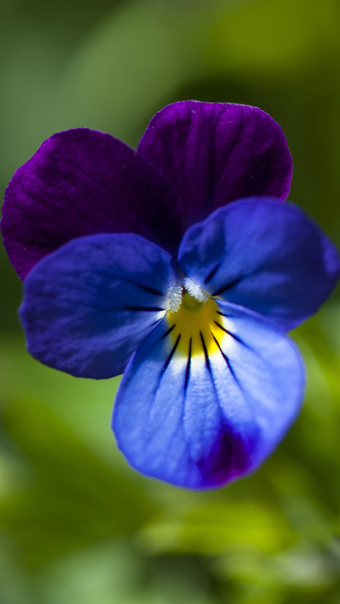 Earth Pansy, Flower, Blue Flower, Nature, 1080x1920 Phone HD Wallpaper