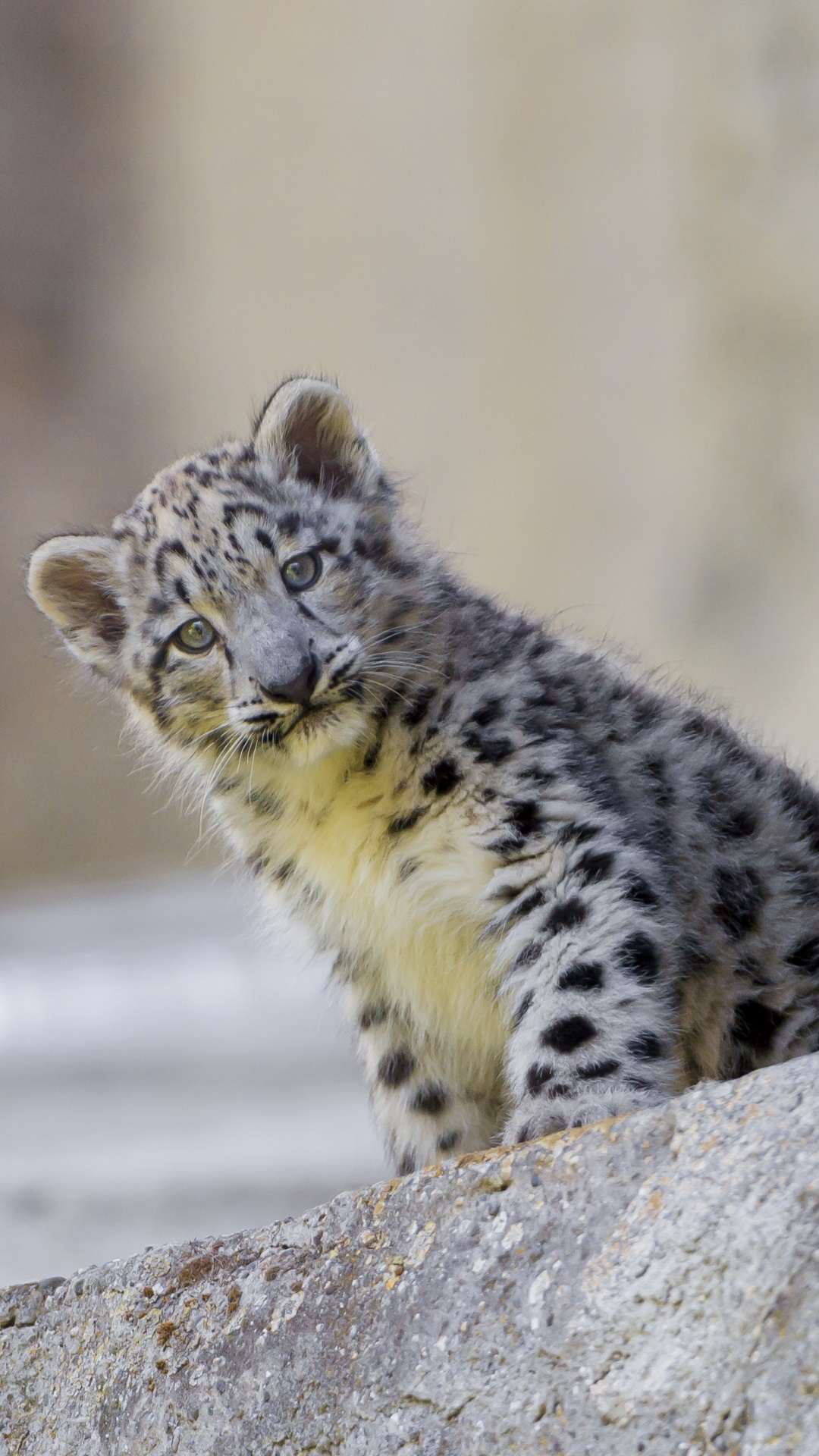 «Snow Leopard phone wallpaper» 1080P, 2k, 4k Full HD Wallpapers ...