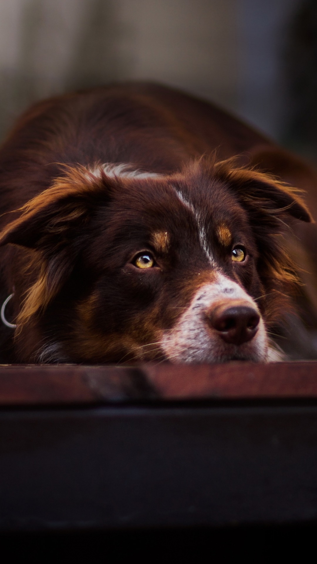 Animal Dog, Resting, Border Collie, Brown, Cute, 1080x1920 Phone HD ...
