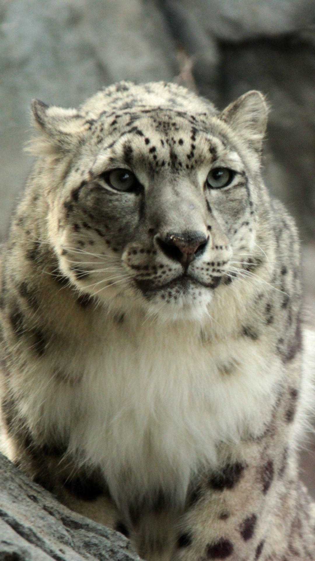 «Snow Leopard phone wallpaper» 1080P, 2k, 4k Full HD Wallpapers ...