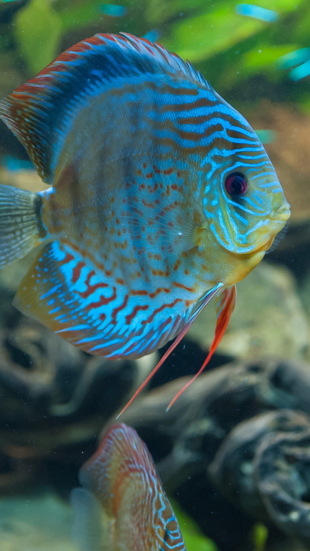 Animal Fish, 1080x1920 Phone HD Wallpaper