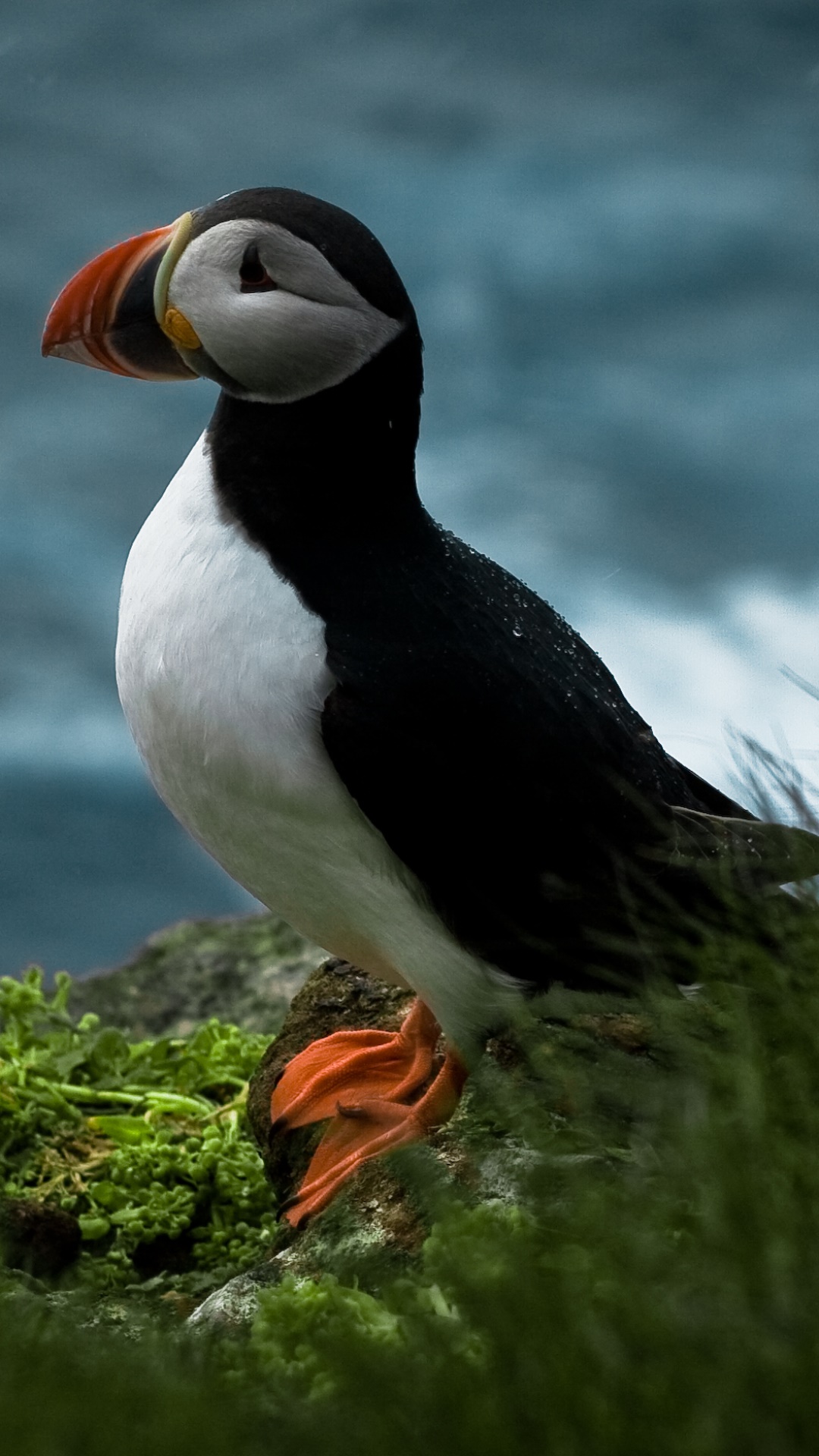 «Puffin phone wallpaper» 1080P, 2k, 4k Full HD Wallpapers, Backgrounds ...