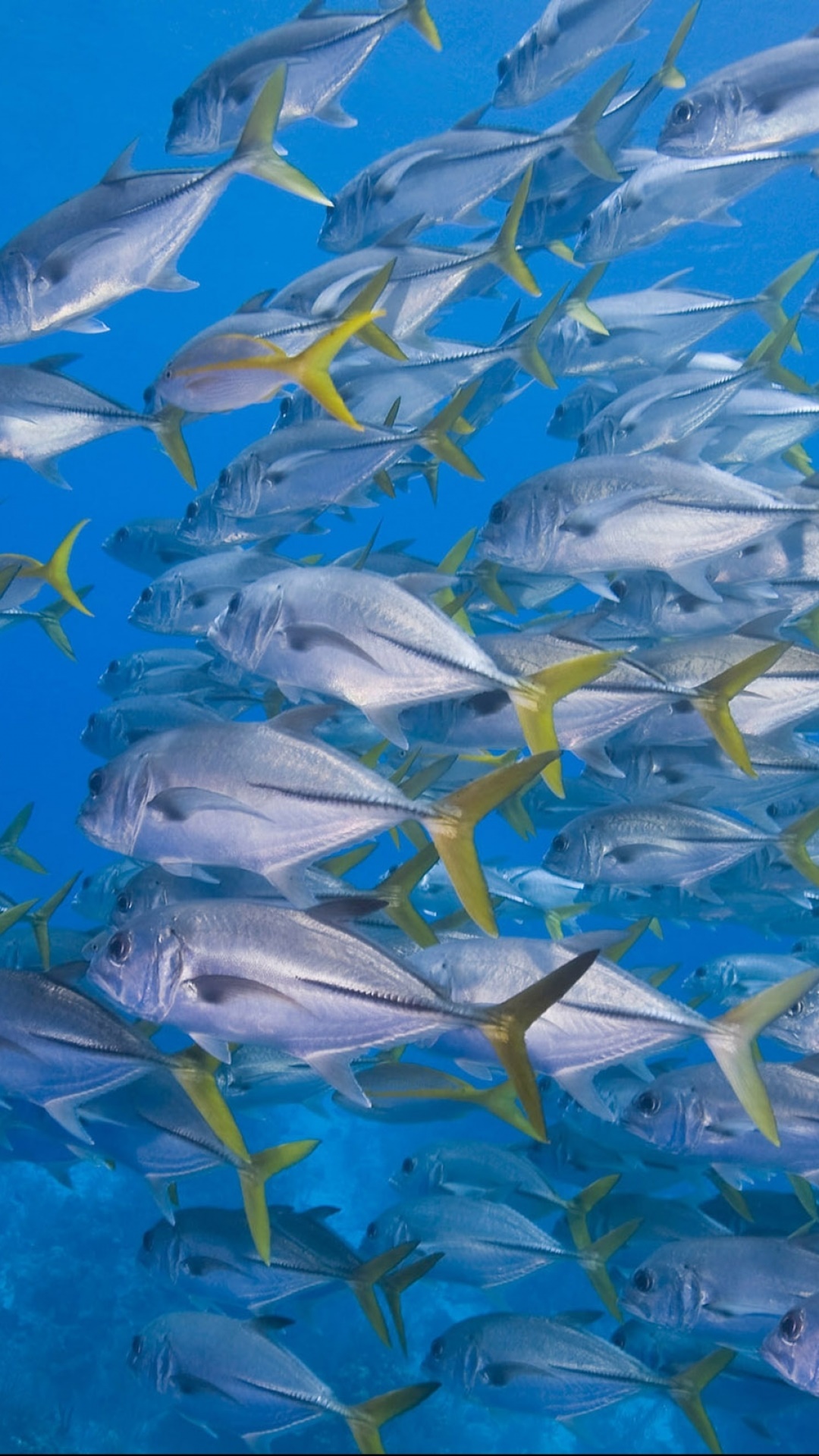 Animal Fish, 1080x1920 Phone HD Wallpaper
