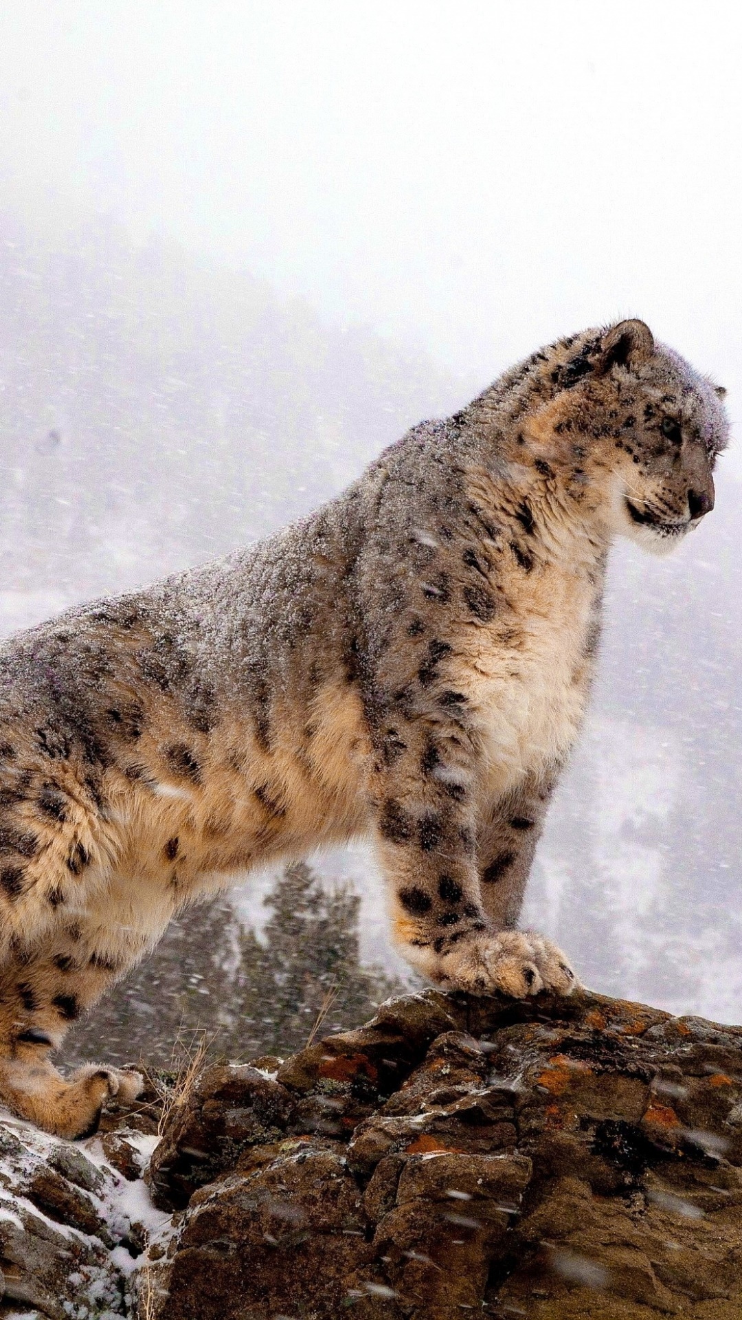 «Snow Leopard phone wallpaper» 1080P, 2k, 4k Full HD Wallpapers ...