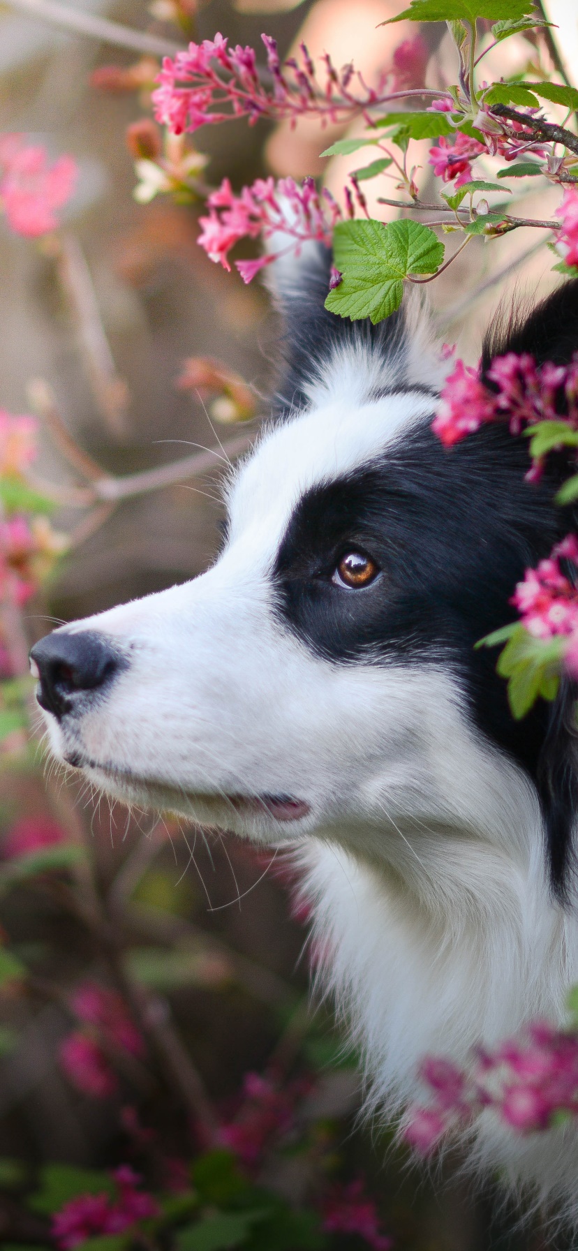 «Border Collie phone wallpaper» HD Wallpapers