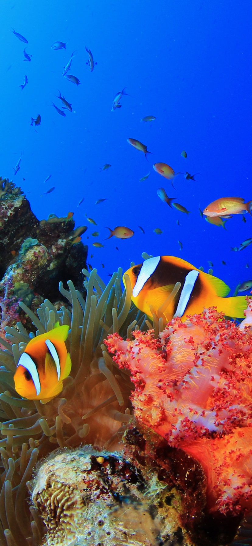 Animal Fish, 828x1792 Phone HD Wallpaper