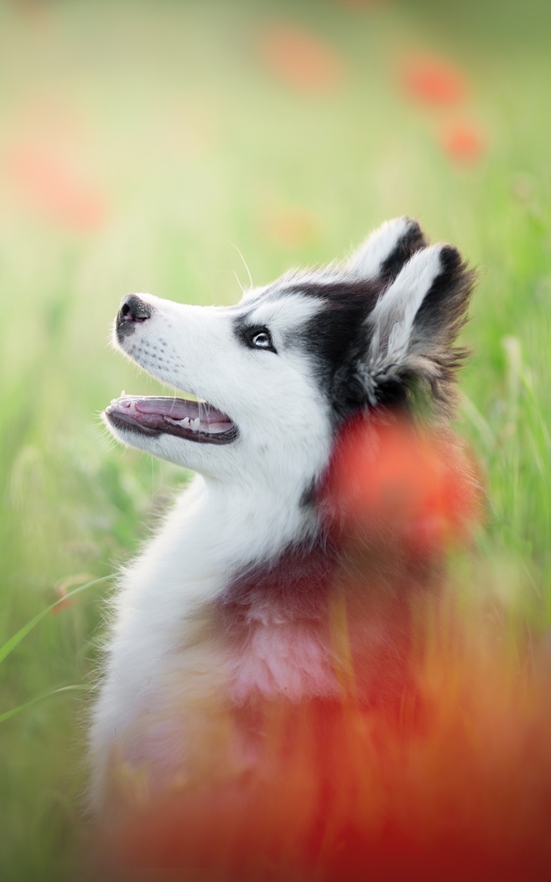 Animal Husky, Dog, Flower, Poppy, 800x1280 Phone HD Wallpaper