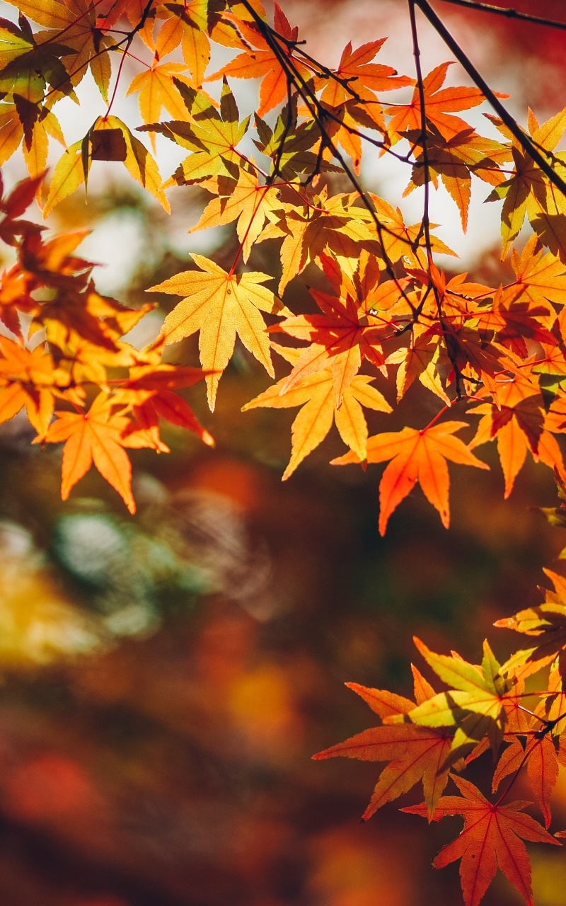 Wallpaper ID: 426010 / Earth Fall, Depth Of Field, Leaf, 800x1280 Phone ...
