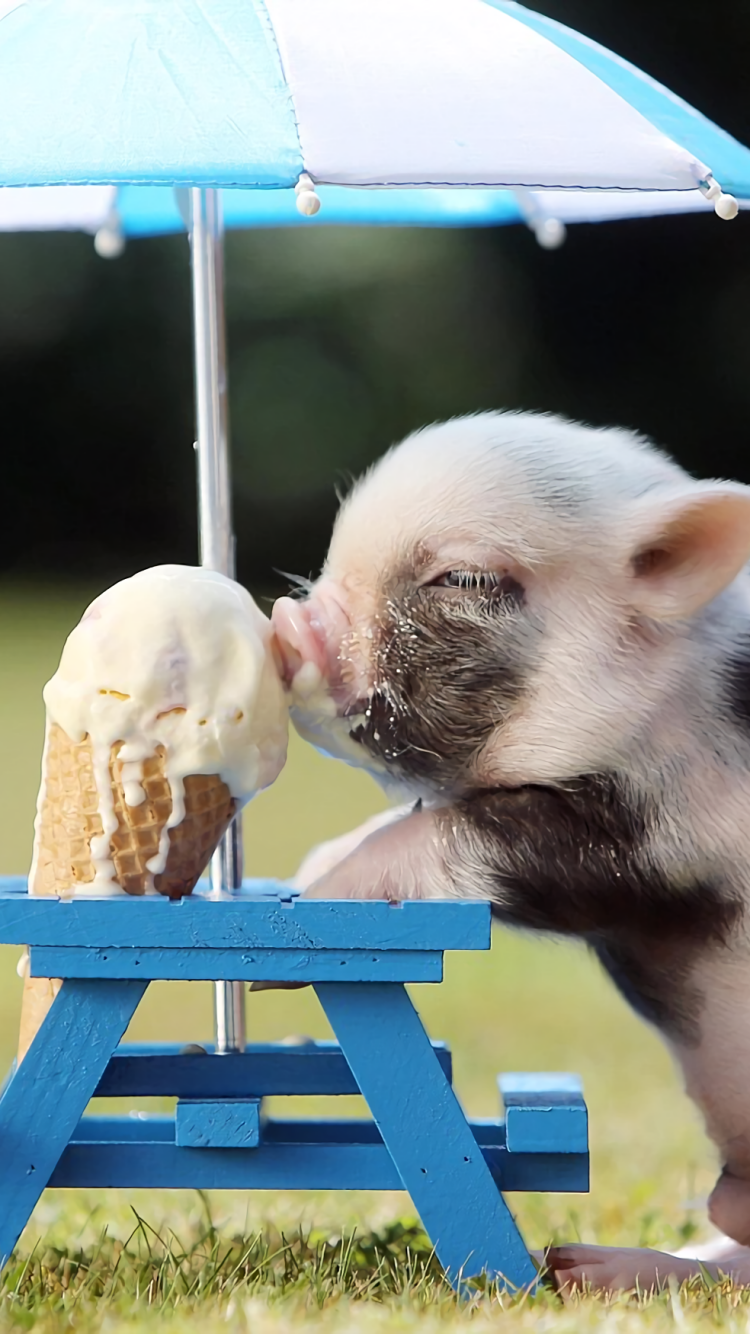 Animal Pig, Ice Cream, Cute, Baby Animal, 750x1334 Phone HD Wallpaper