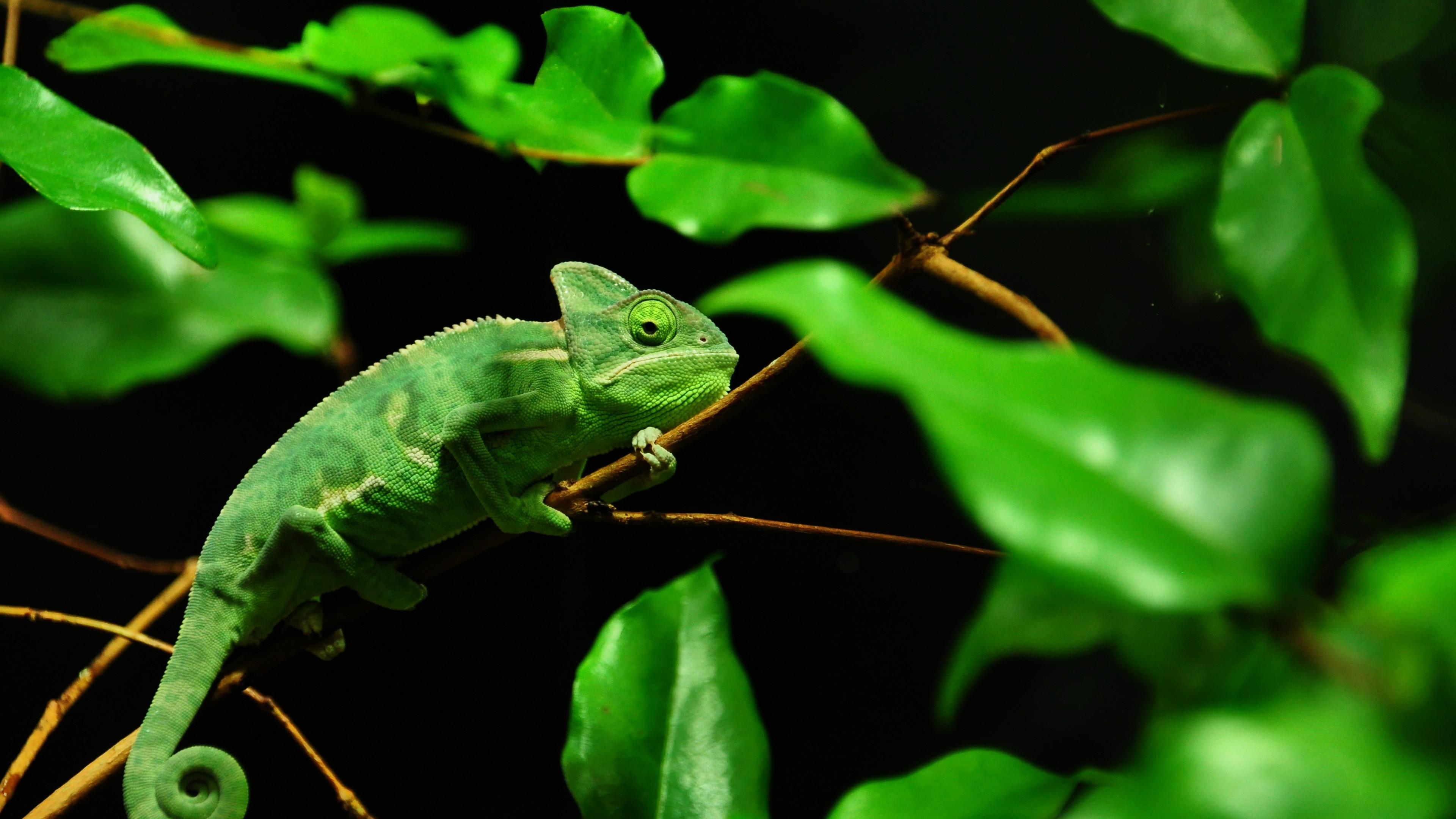 Chameleon, Madagaskar, rain-forest, green, leaves, eyes, black ...