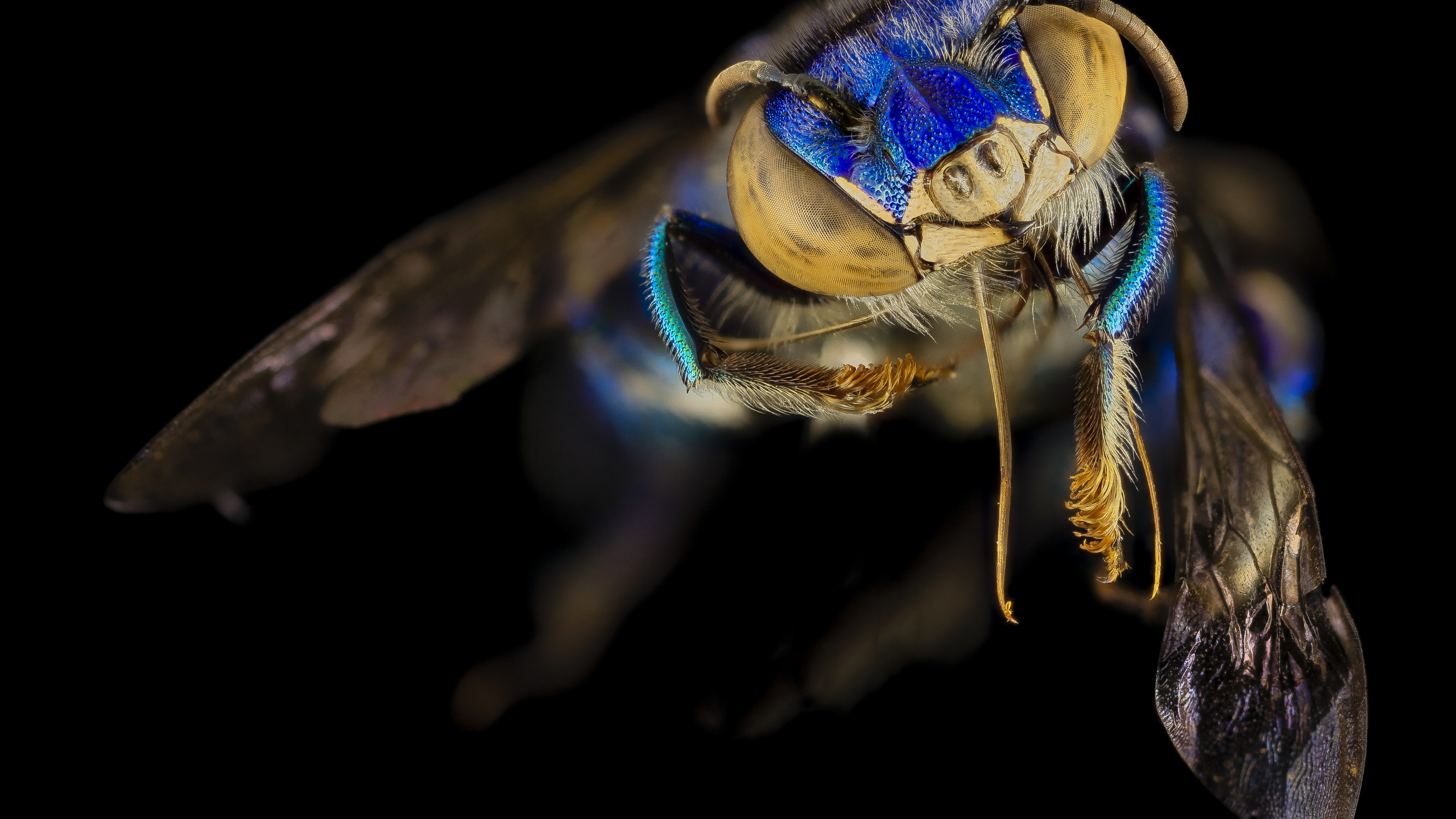 Wallpaper ID: 37633 / bee, flower, red, insects free download