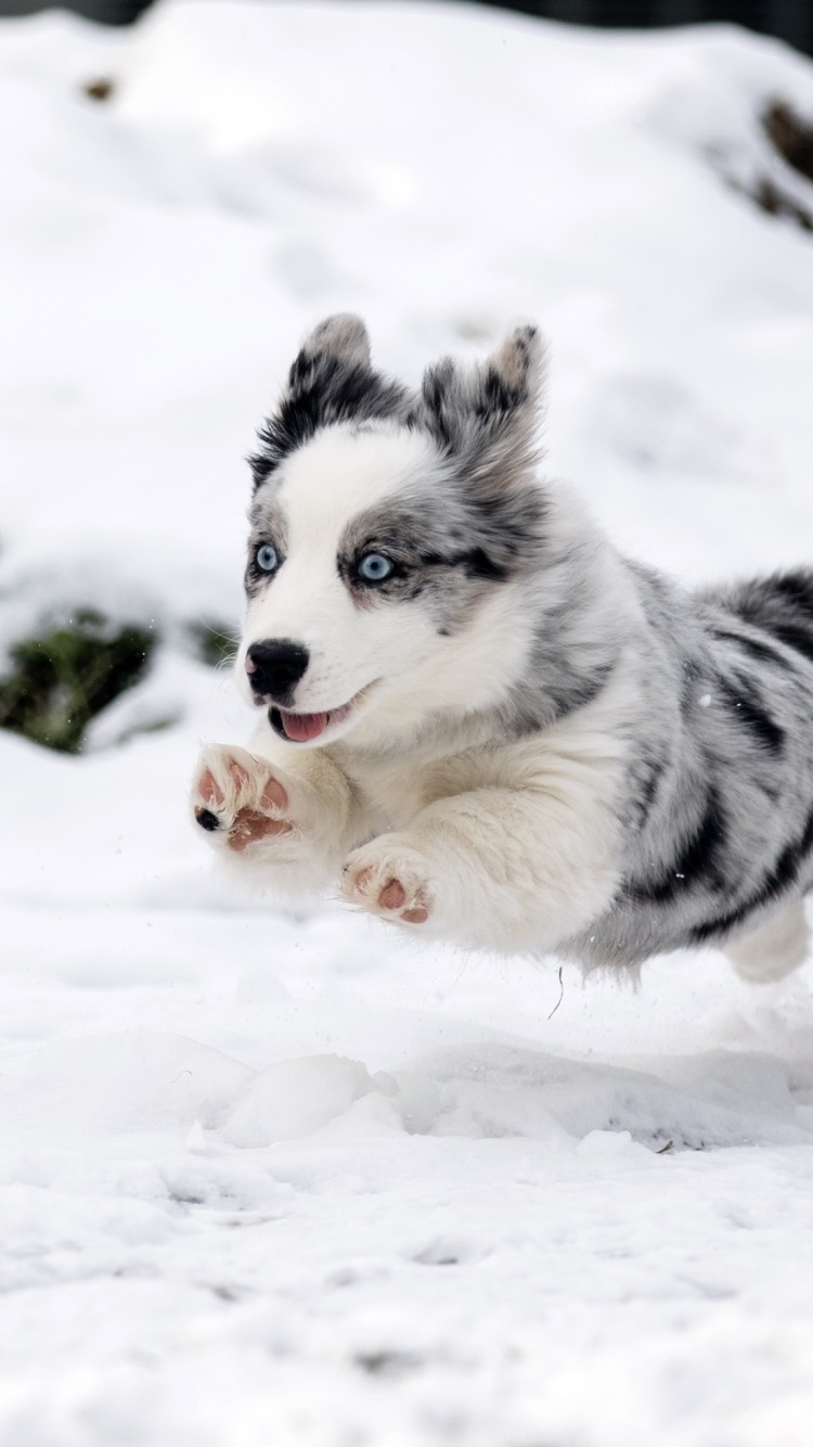 Animal Australian Shepherd, Puppy, Baby Animal, Winter, Snow, 750x1334 ...