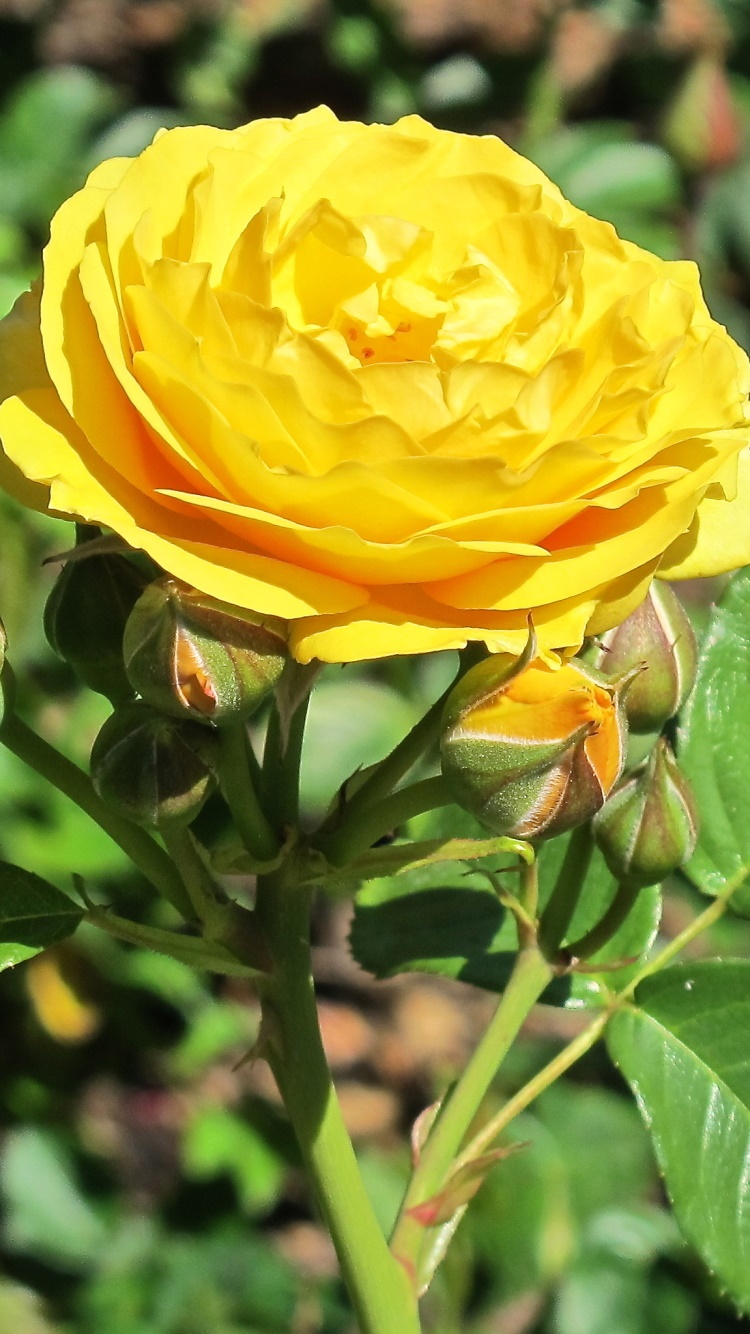 Earth Rose, 750X1334 Phone Hd Wallpaper