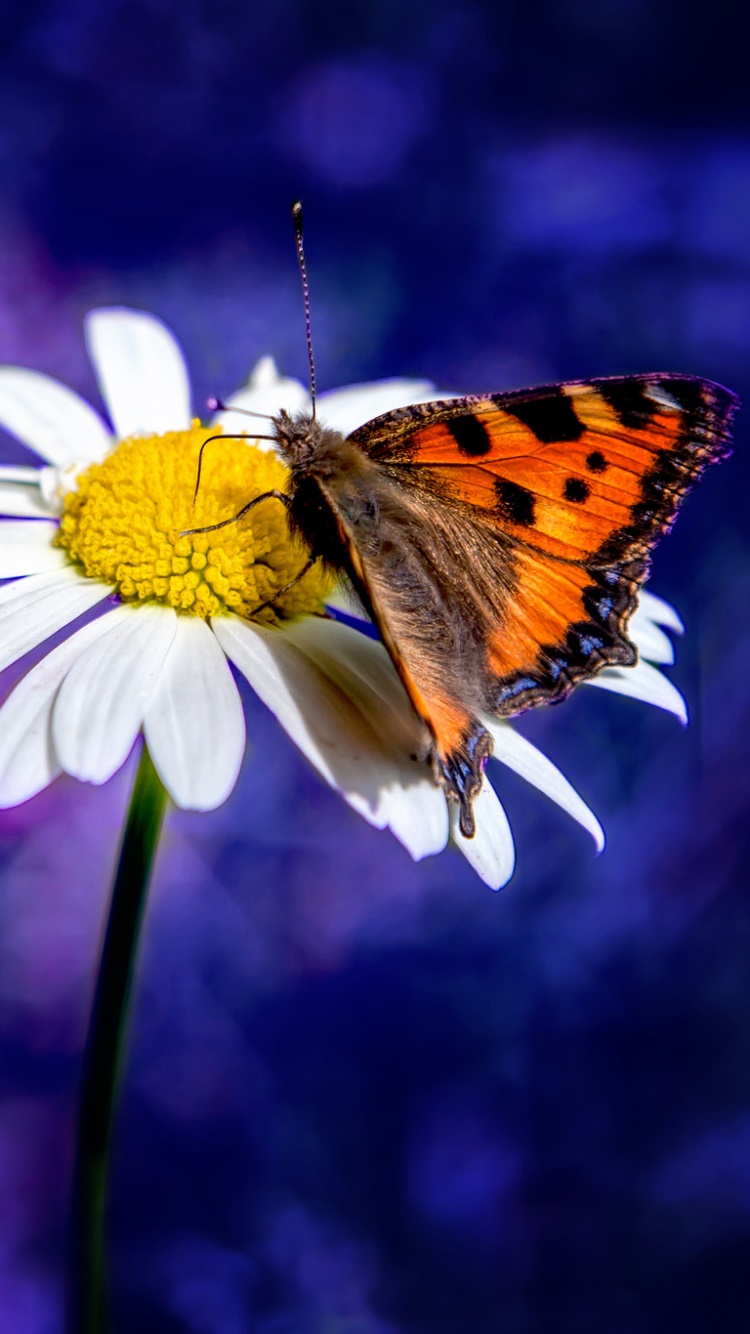 «Butterfly phone wallpaper» 1080P, 2k, 4k Full HD Wallpapers ...