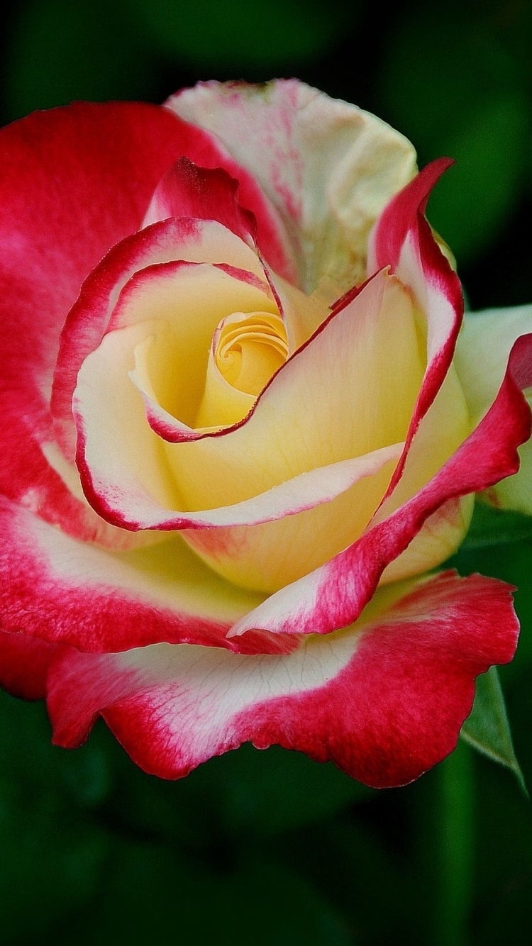 Earth Rose, 750X1334 Phone Hd Wallpaper