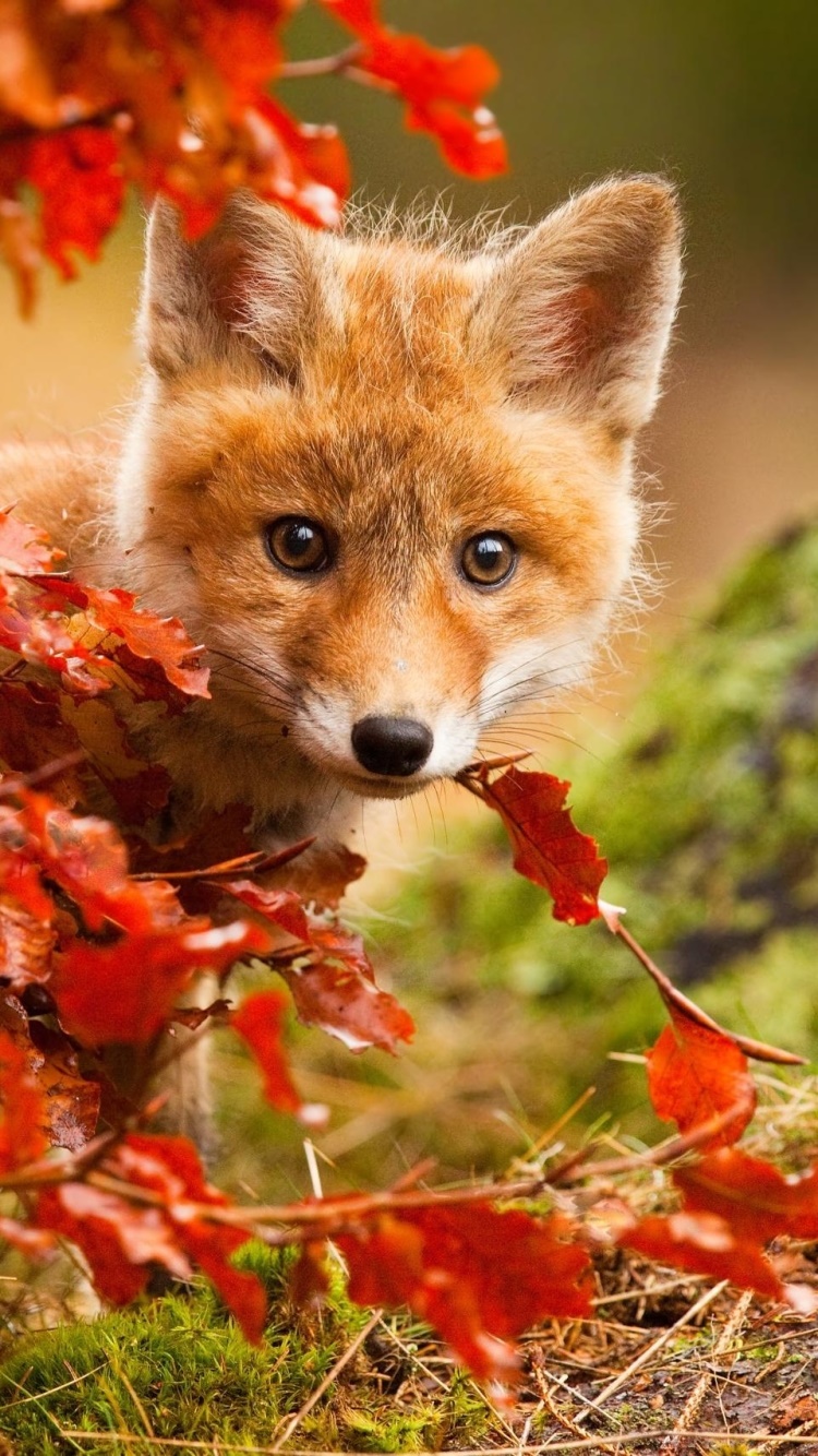 Animal Fox, Stare, Cute, Cub, Baby Animal, Fall, 750x1334 Phone HD ...