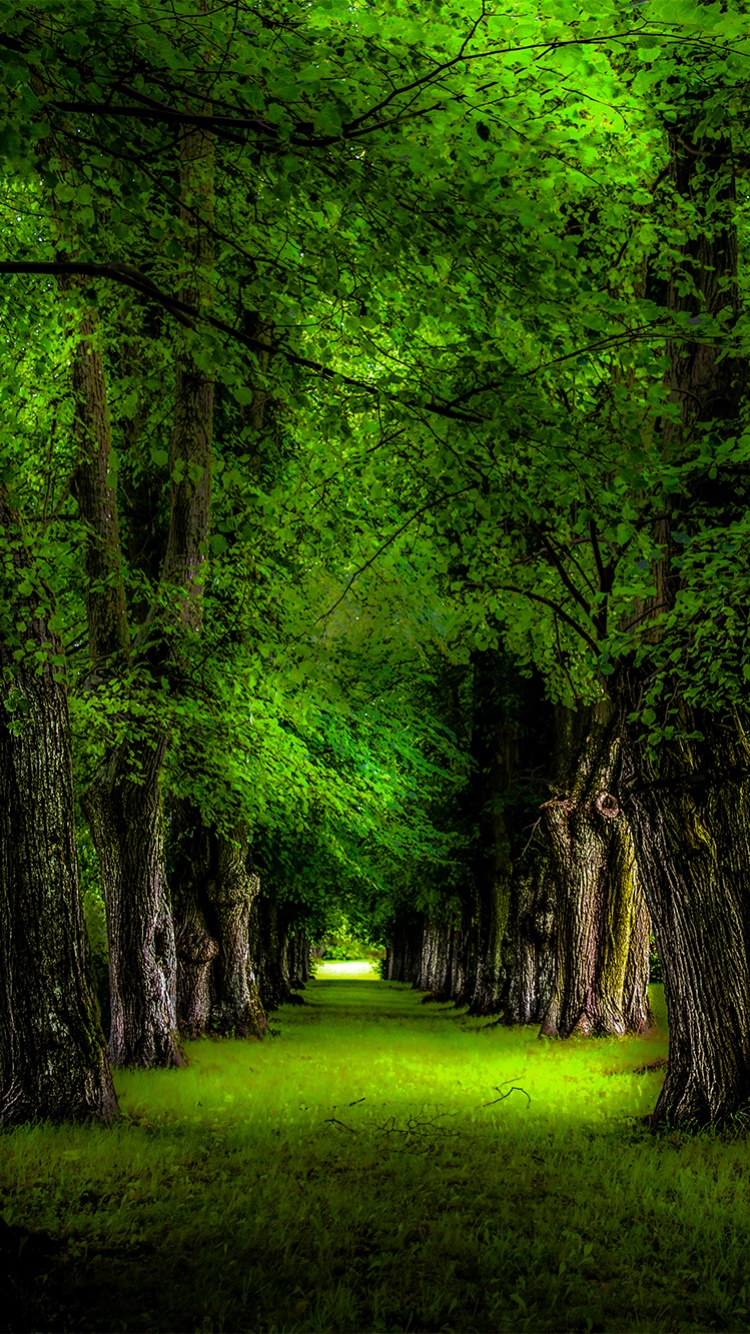 Earth Tree, Tree-lined, Park, Earth, Path, Green, 750x1334 Phone HD ...