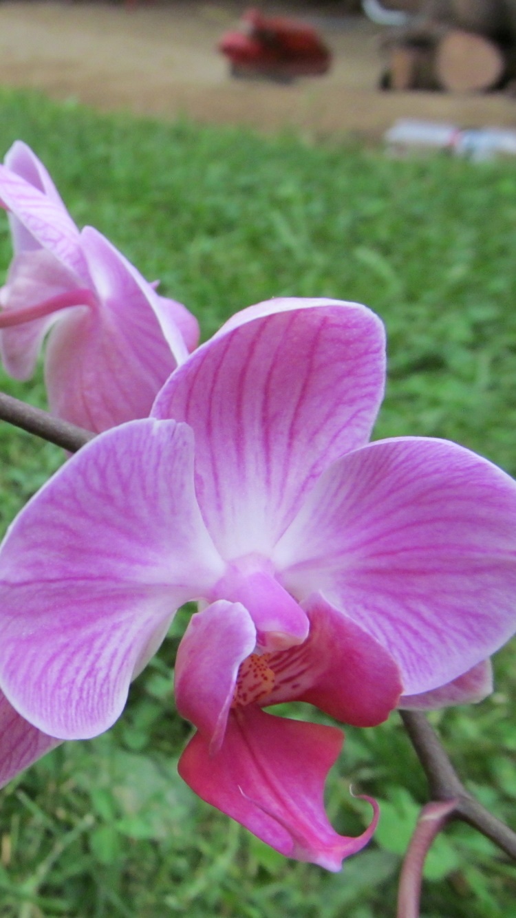 Earth Orchid, 750x1334 Phone HD Wallpaper