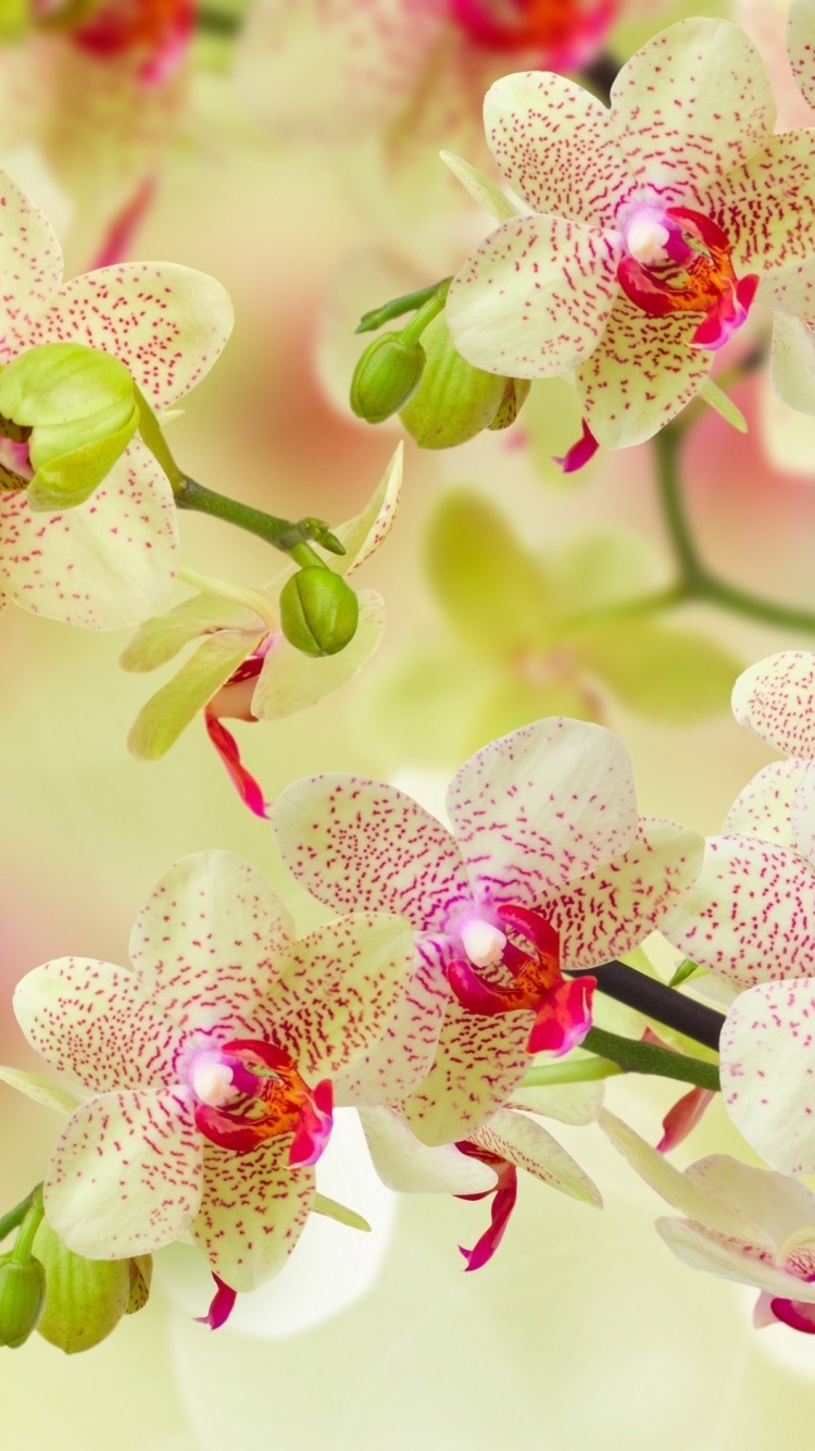 Earth Orchid, Flower, White Flower, 750x1334 Phone HD Wallpaper