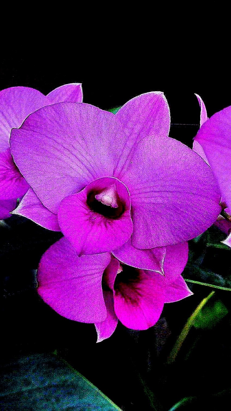 Earth Orchid, Earth, Flower, Purple Flower, 750x1334 Phone HD Wallpaper