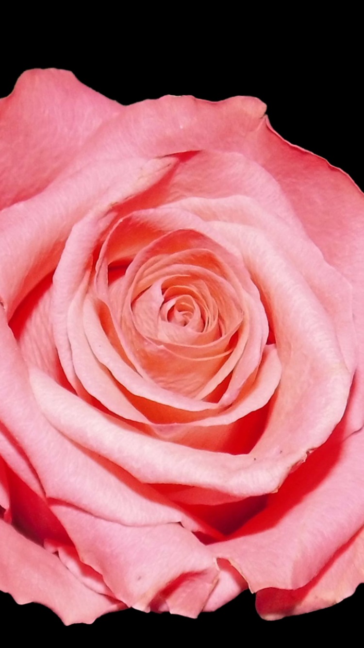 Earth Rose, Earth, Pink Flower, Flower, Pink Rose, 750X1334 Phone Hd ...