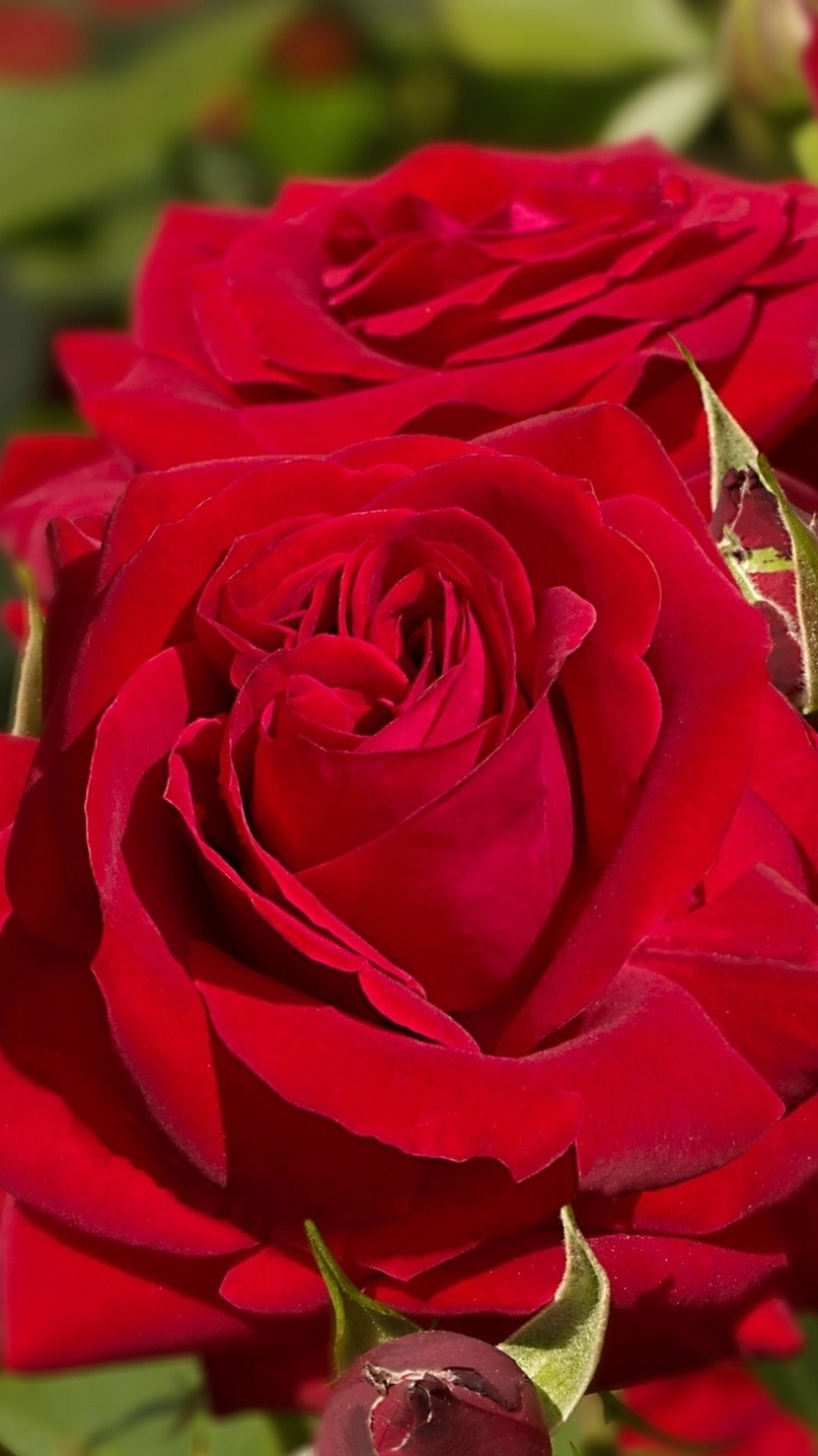 Earth Rose, 750X1334 Phone Hd Wallpaper