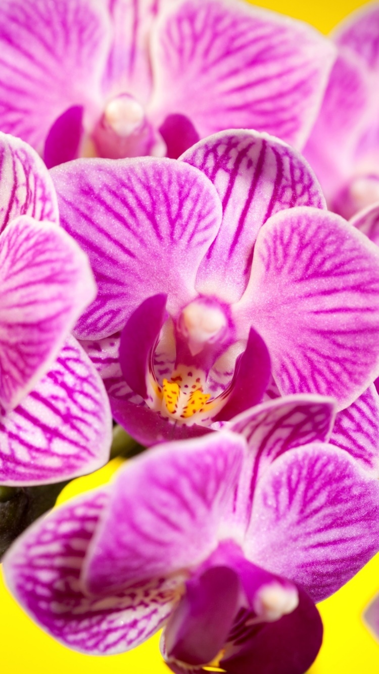 Earth Orchid, Flower, 750x1334 Phone HD Wallpaper