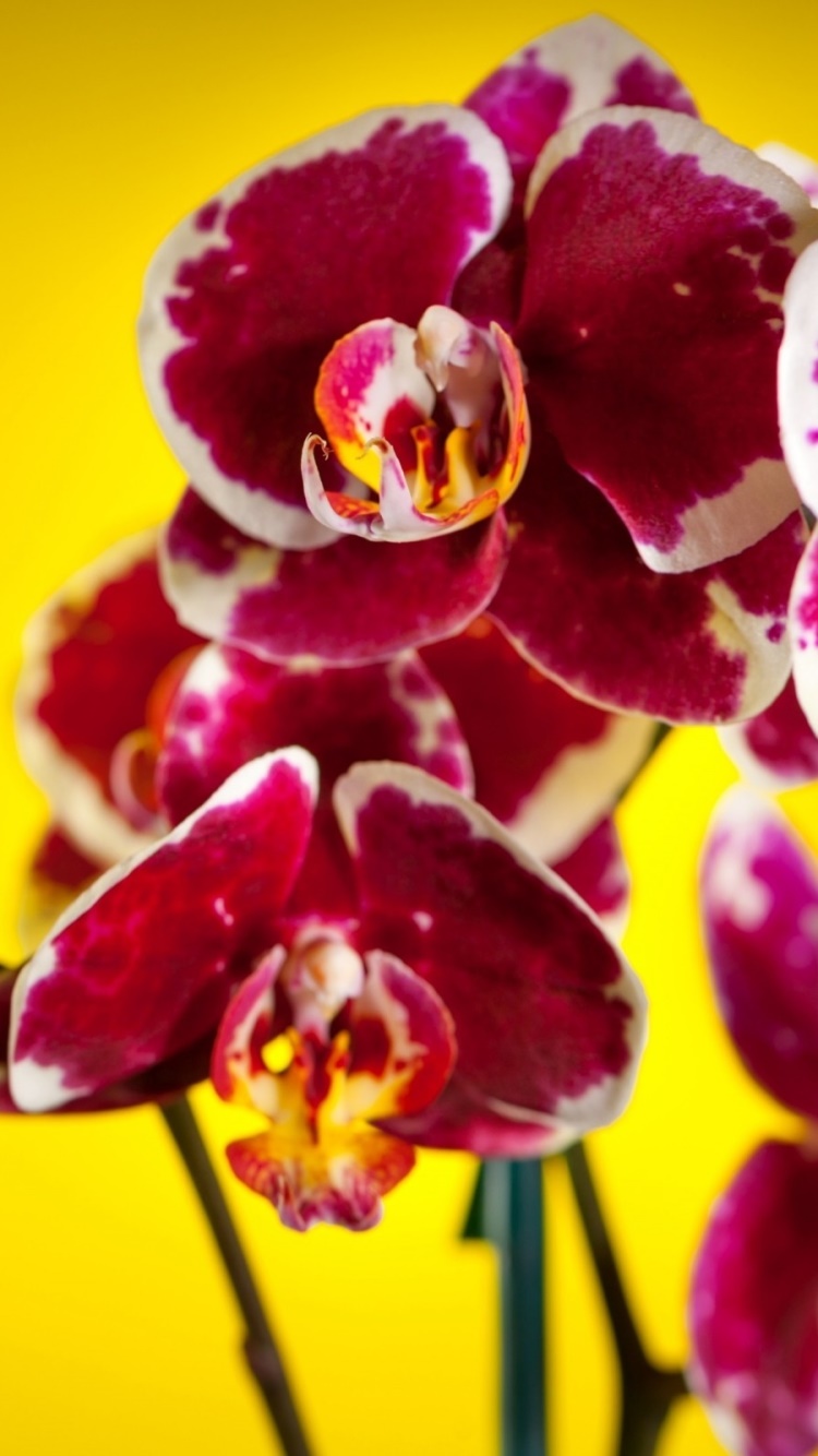 Earth Orchid, Flower, 750X1334 Phone Hd Wallpaper