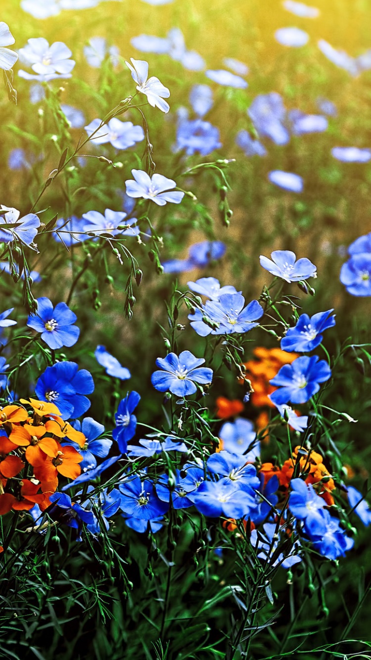 Earth Flower, Blue Flower, Meadow, Nature, Orange Flower, 750x1334 ...
