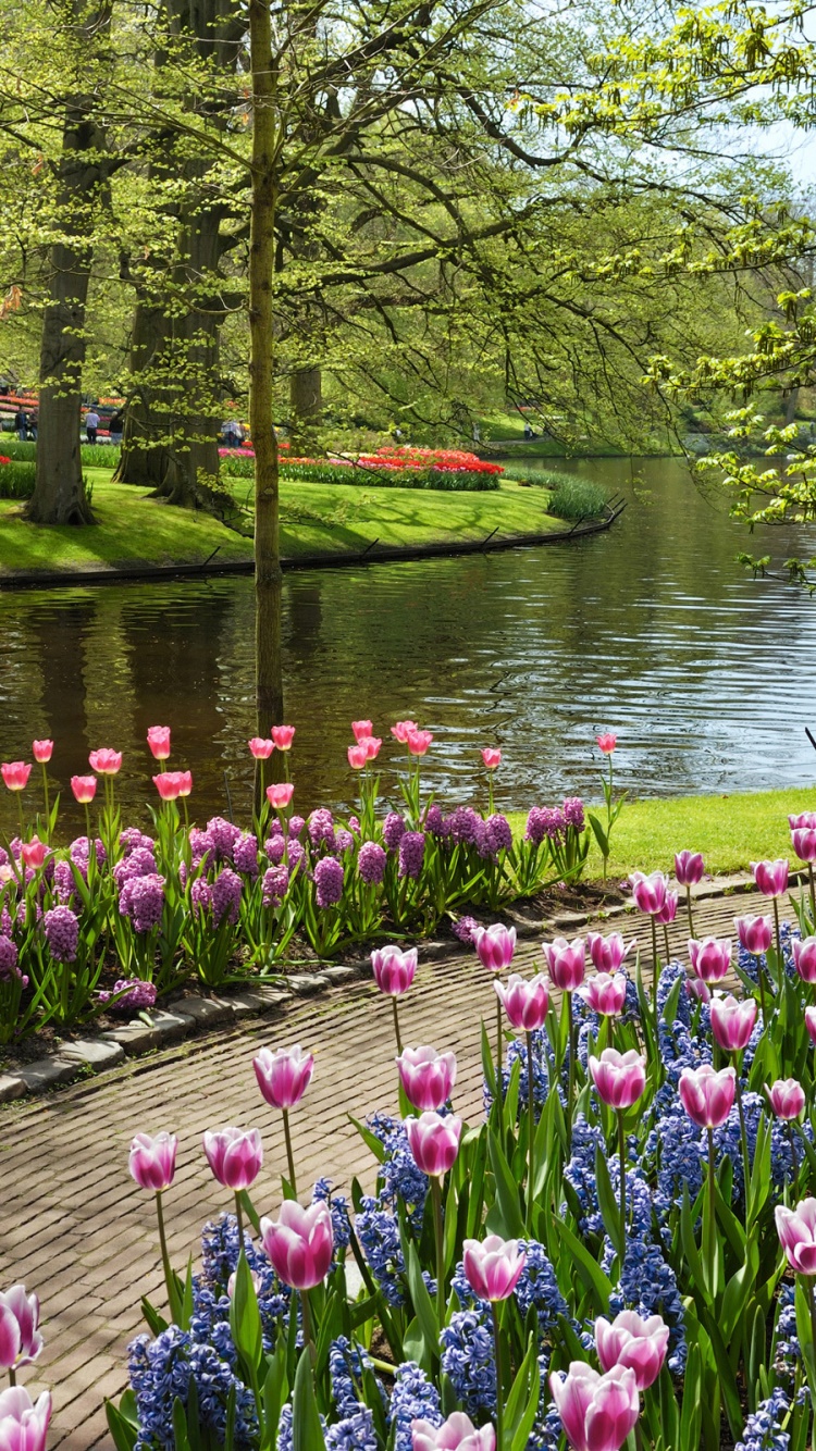 Photography Park, 750x1334 Phone HD Wallpaper