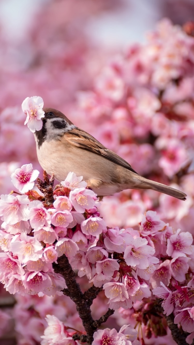 Animal Bird, 750X1334 Phone Hd Wallpaper