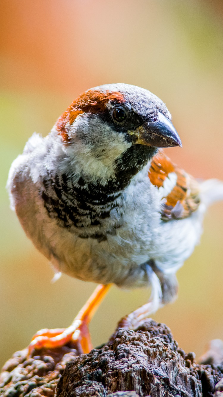 «Bird phone wallpaper» HD Wallpapers