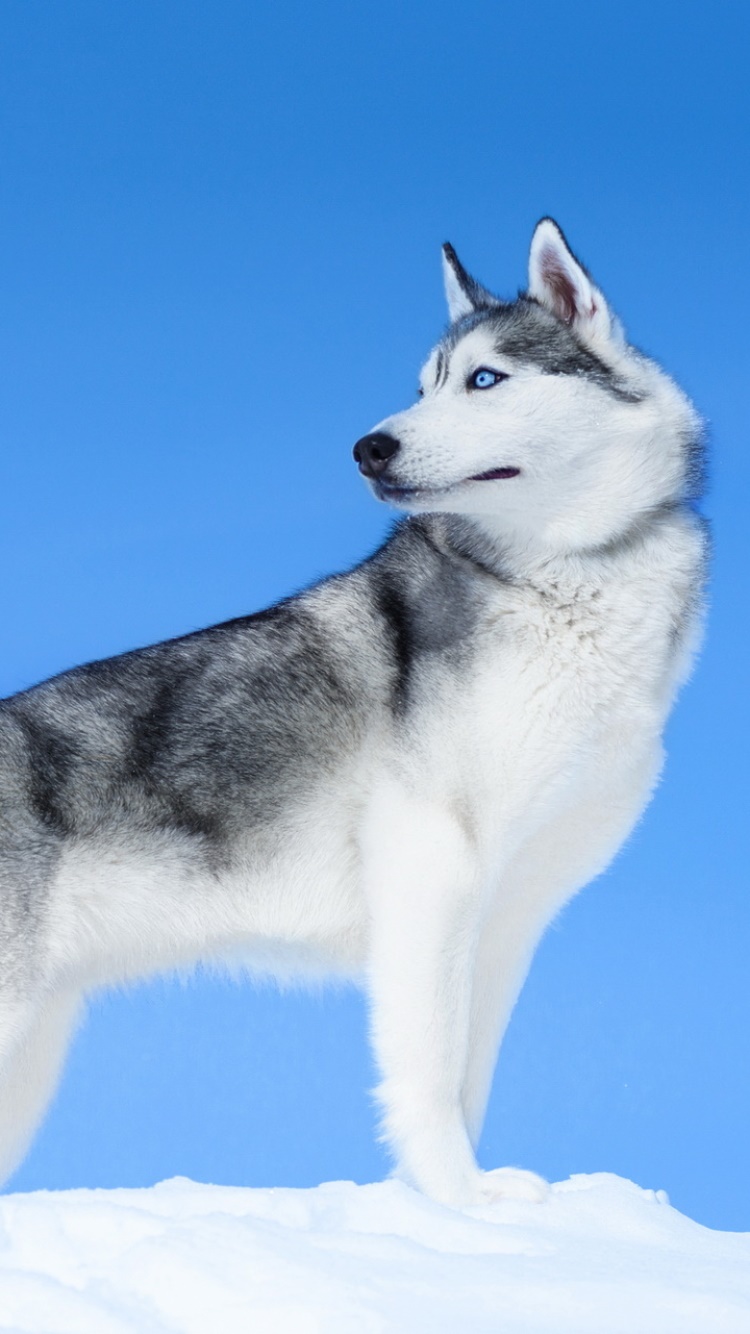 «Husky phone wallpaper» HD Wallpapers