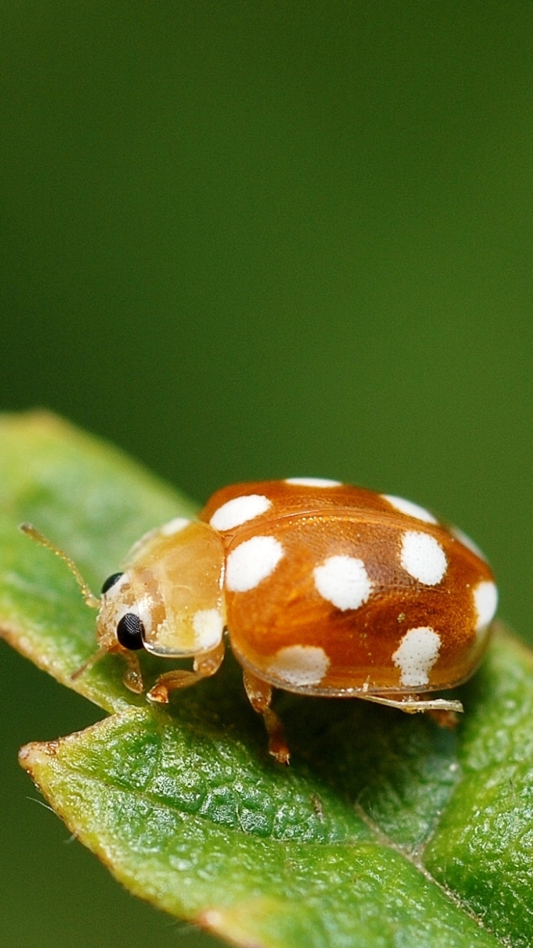 Animal Insect, 750x1334 Phone HD Wallpaper